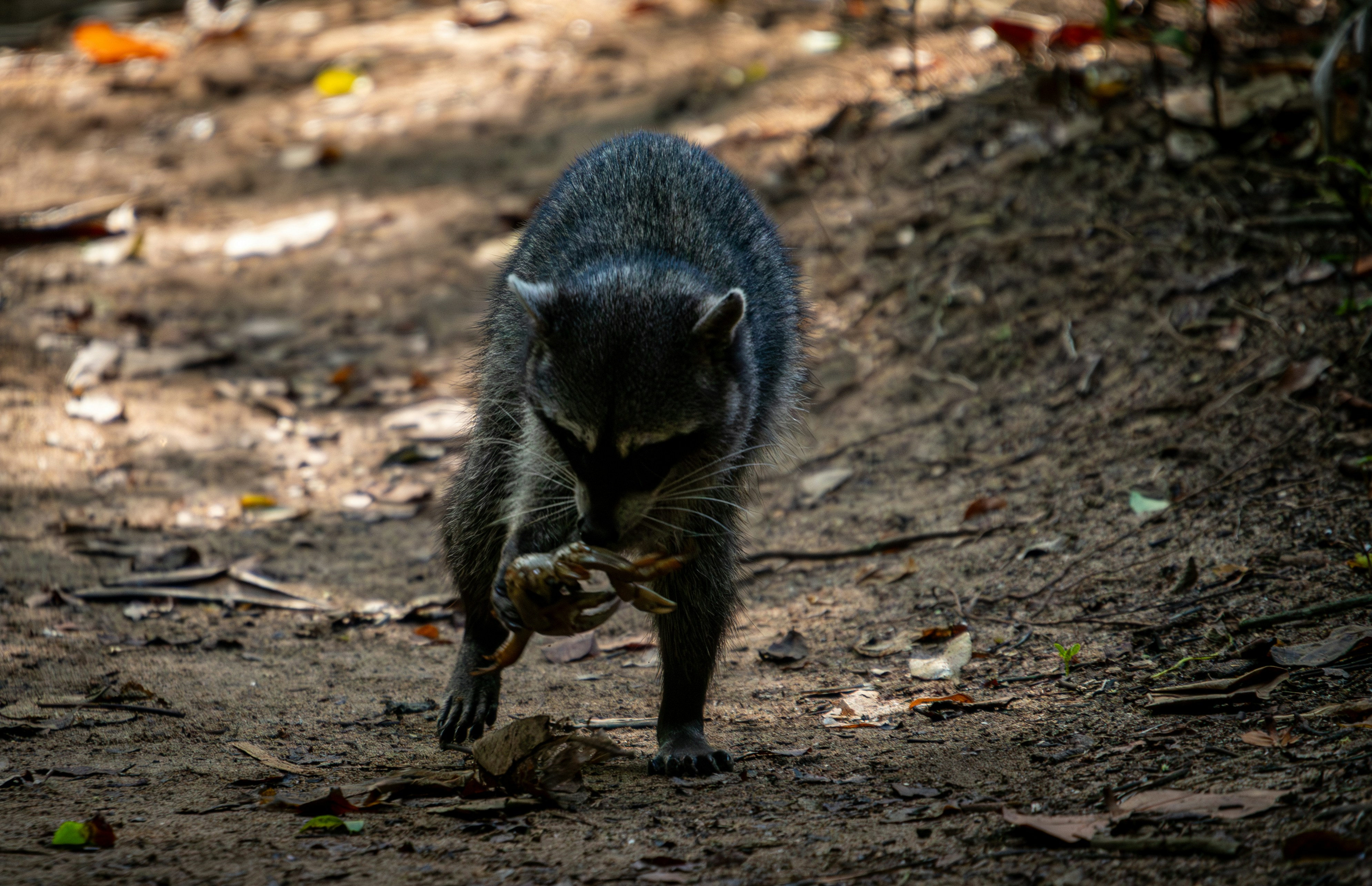 Nature's Forager: A Raccoon's Quest