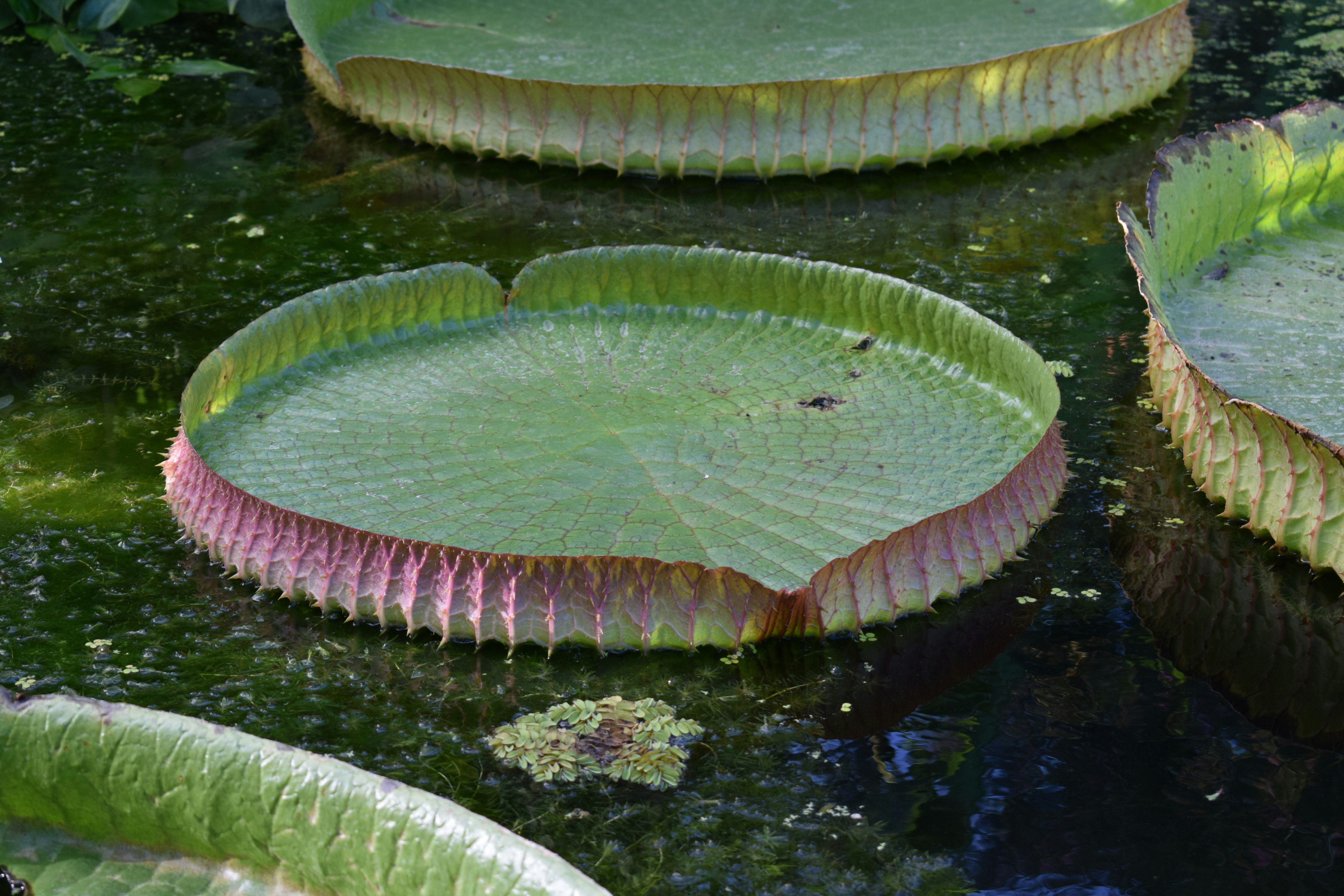 Pink-Edged Circular Lily Pad Mosaic on a Quiet Pond
