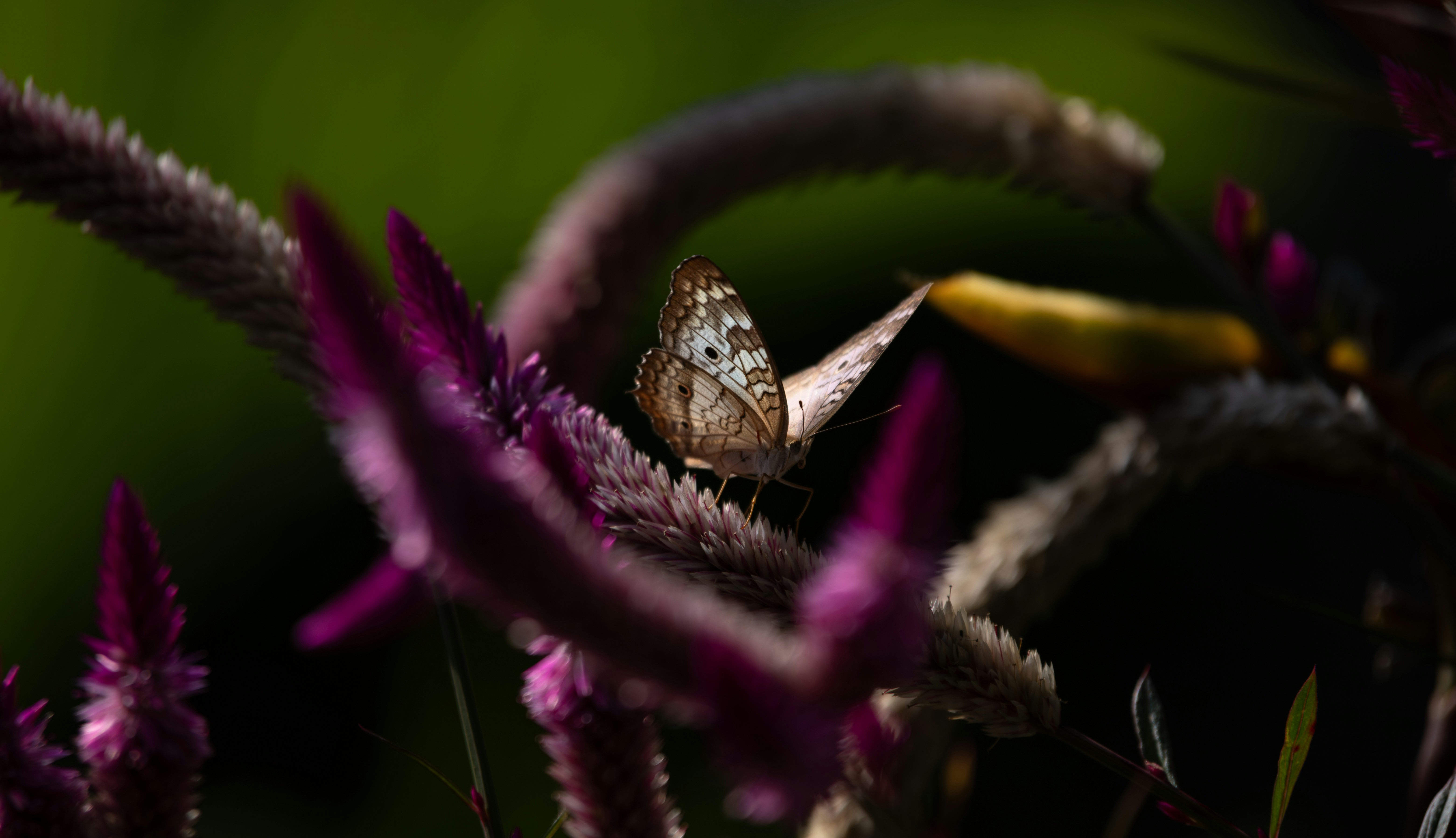 Whisper of Wings on Velvet Thistle