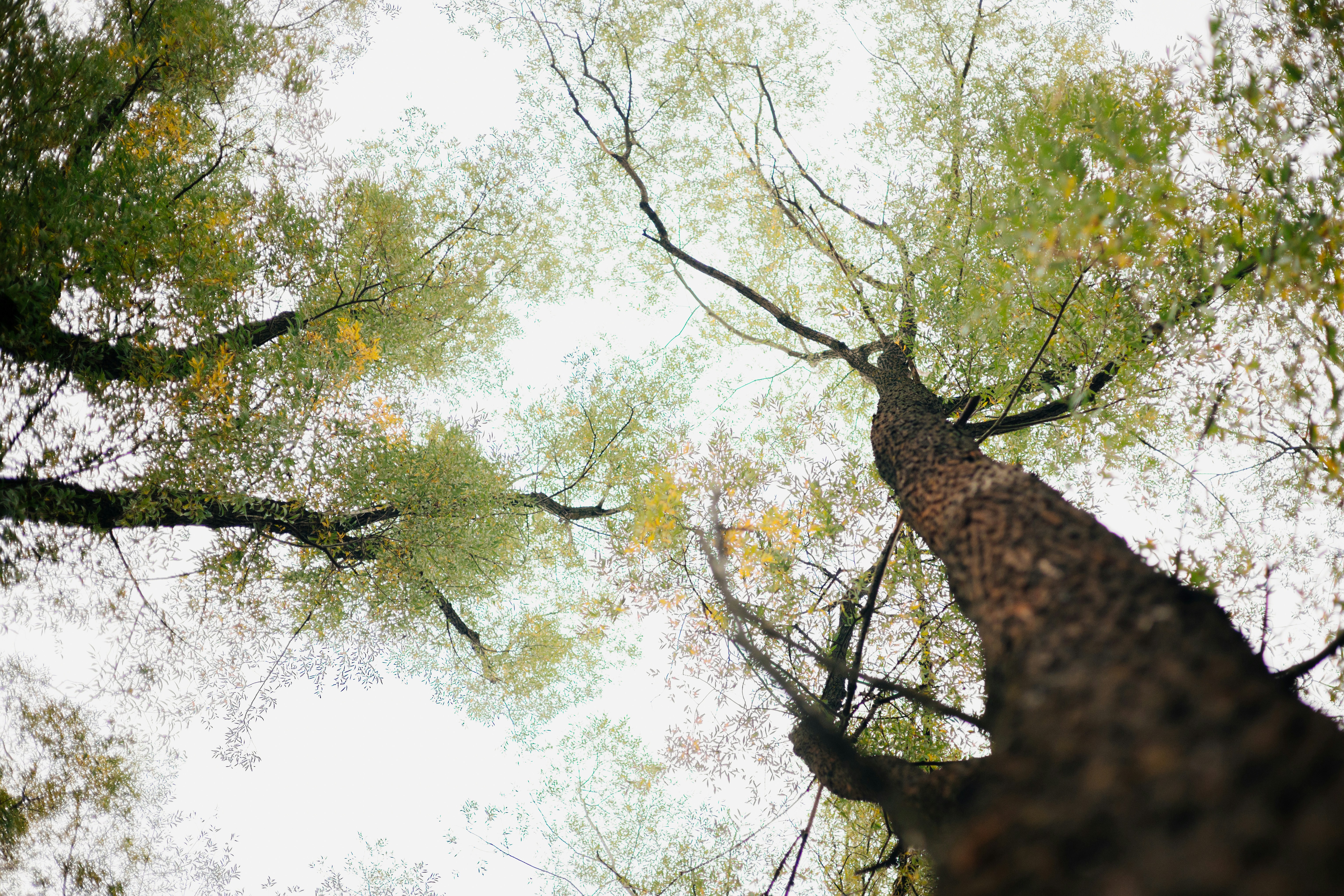 Looking up at a tall tree in a forest photo – Free Green Image on Unsplash