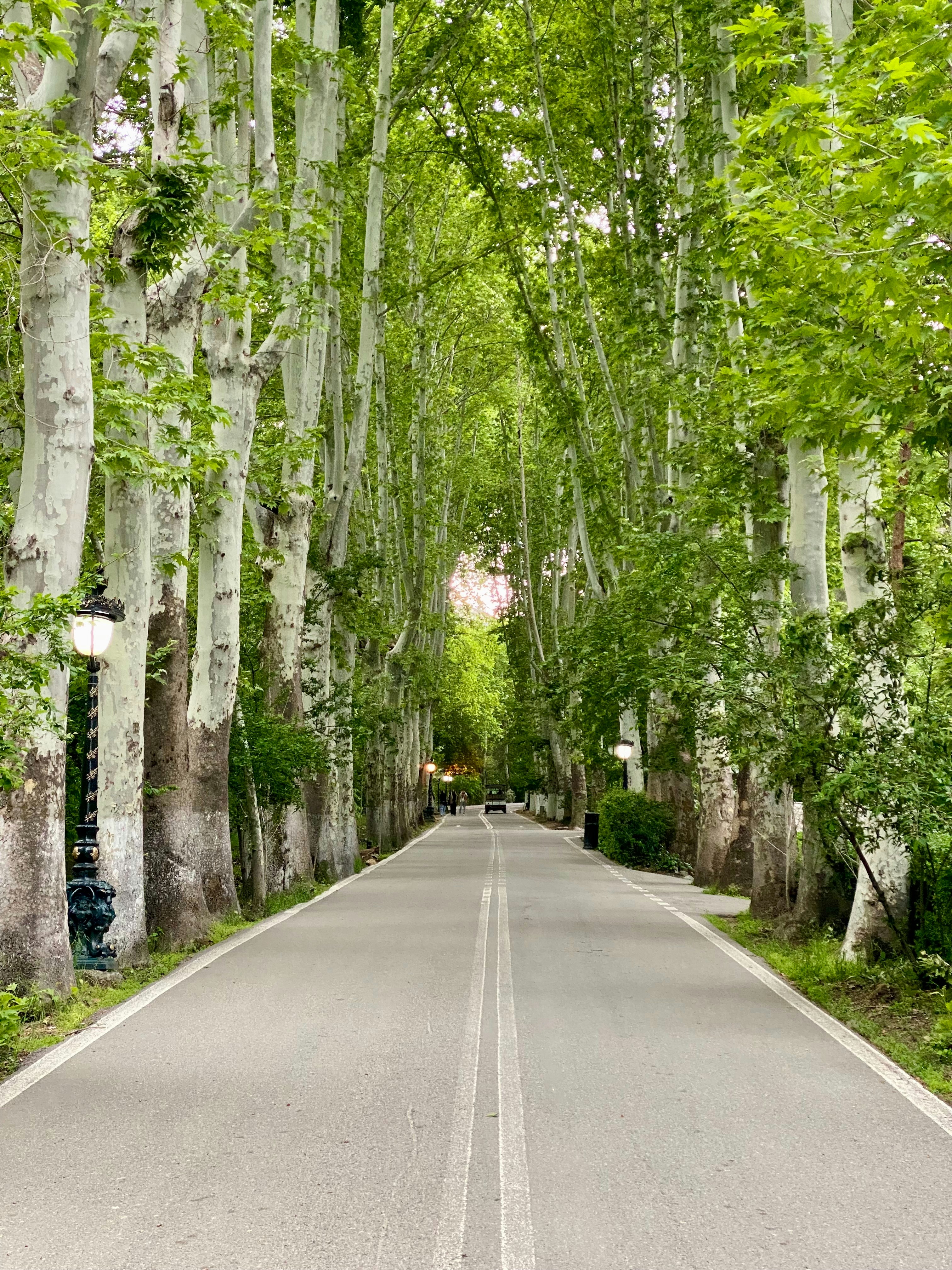 Poplar Promenade: A Sunlit Canopy Over a Quiet Avenue