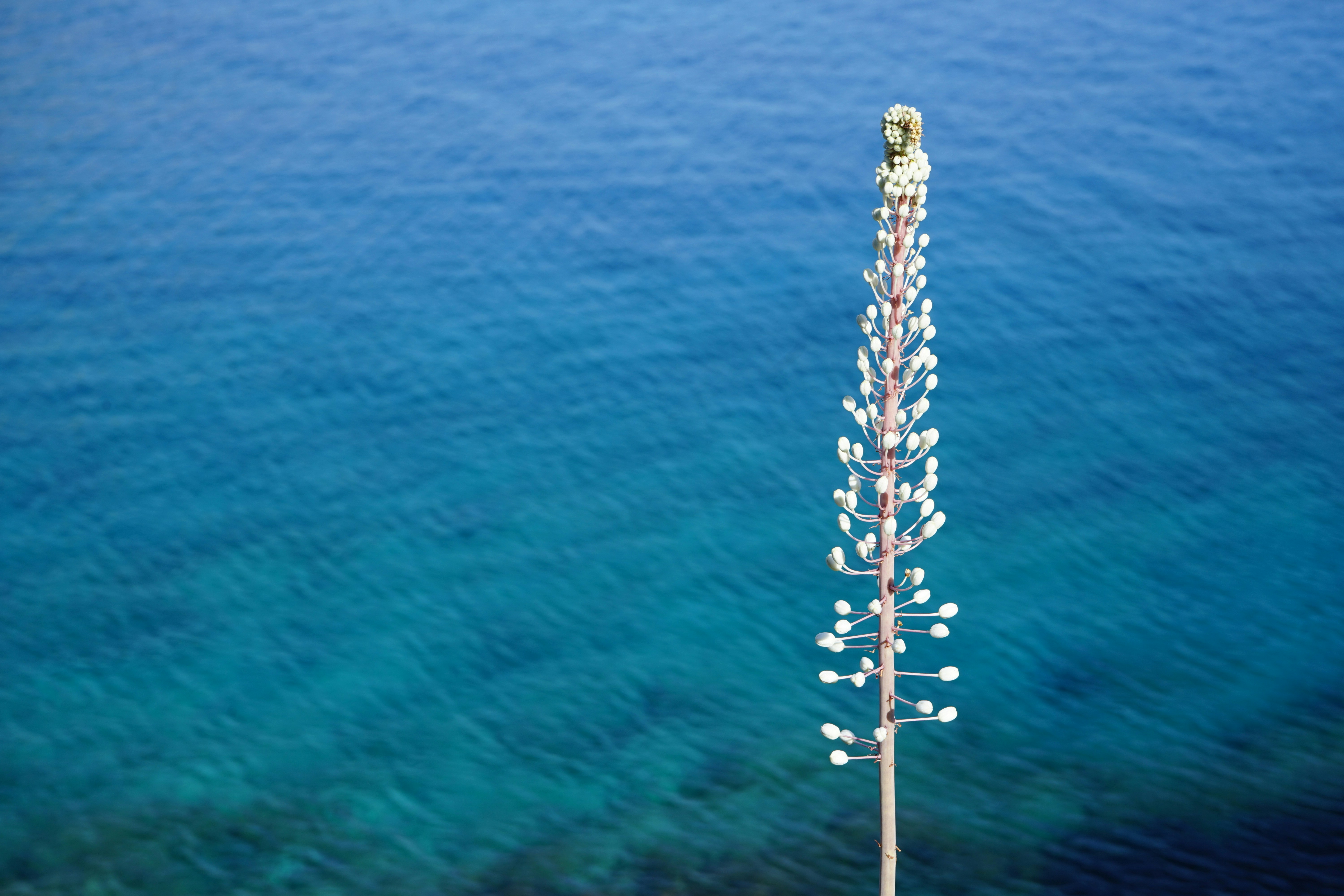 Single stalk of shoreline bloom piercing a cobalt sea