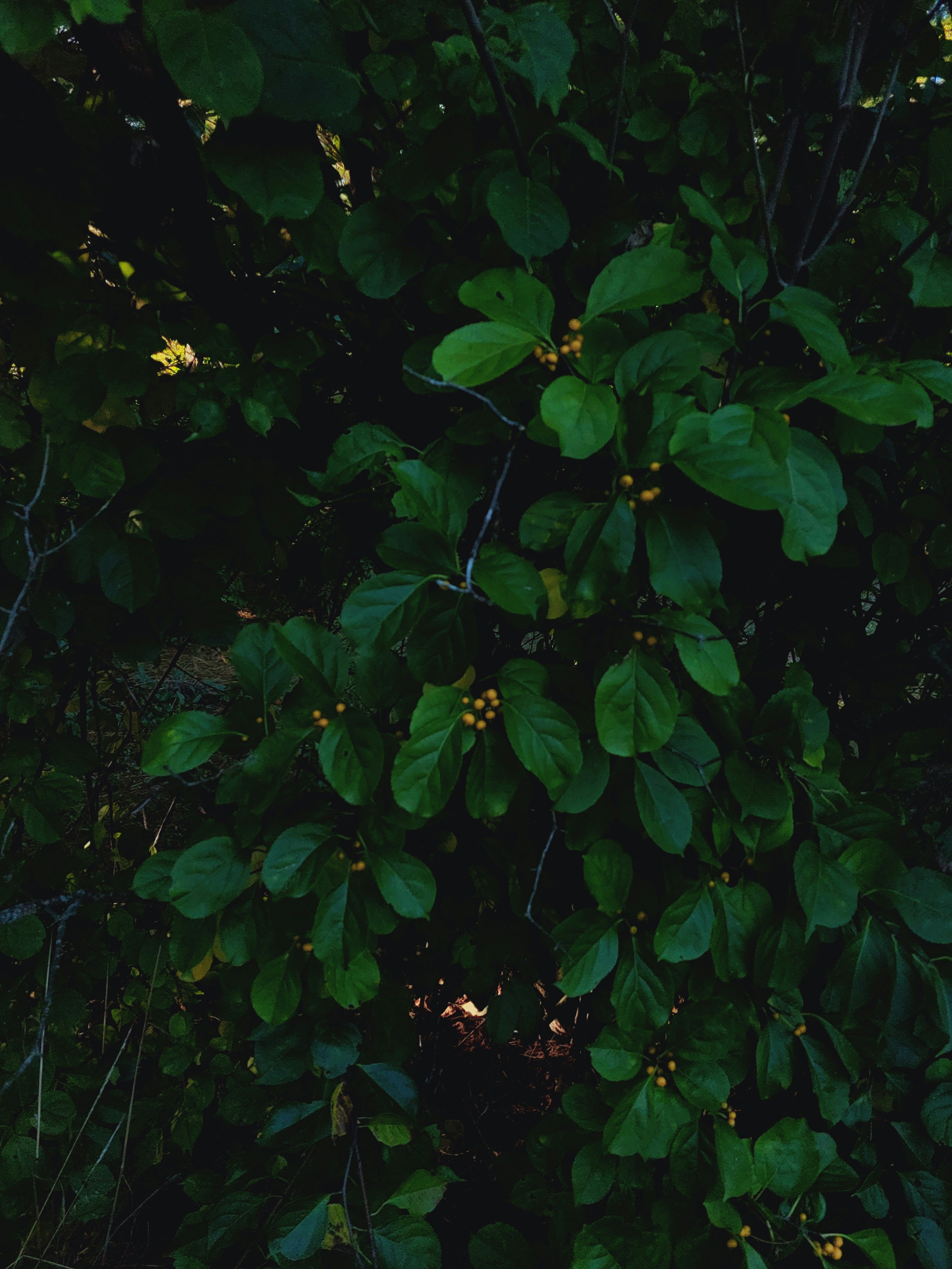 Moonlit Cluster: Hidden Berries Among Shadowed Leaves