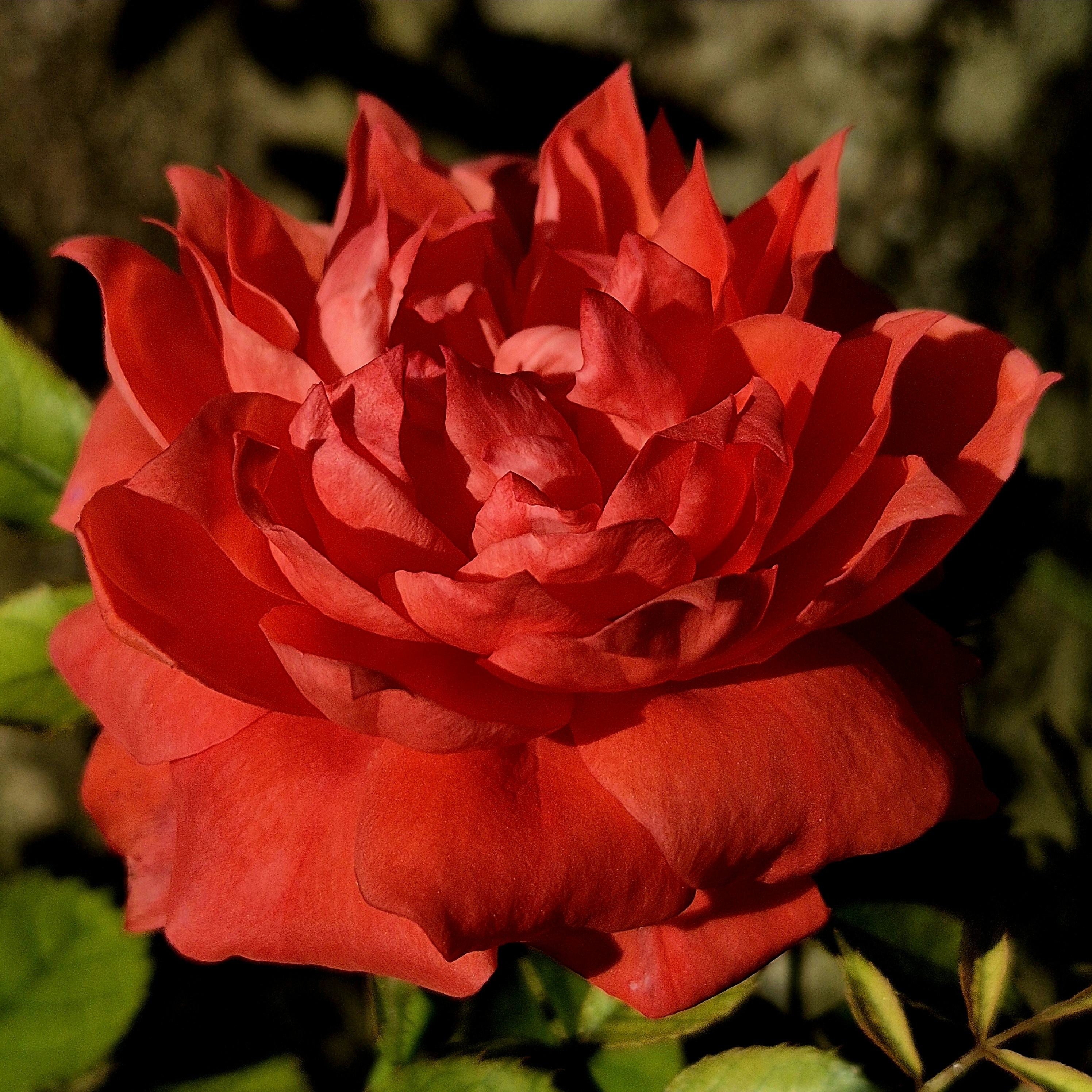 Crimson Velvet: A Macro Portrait of a Rose in Shadow