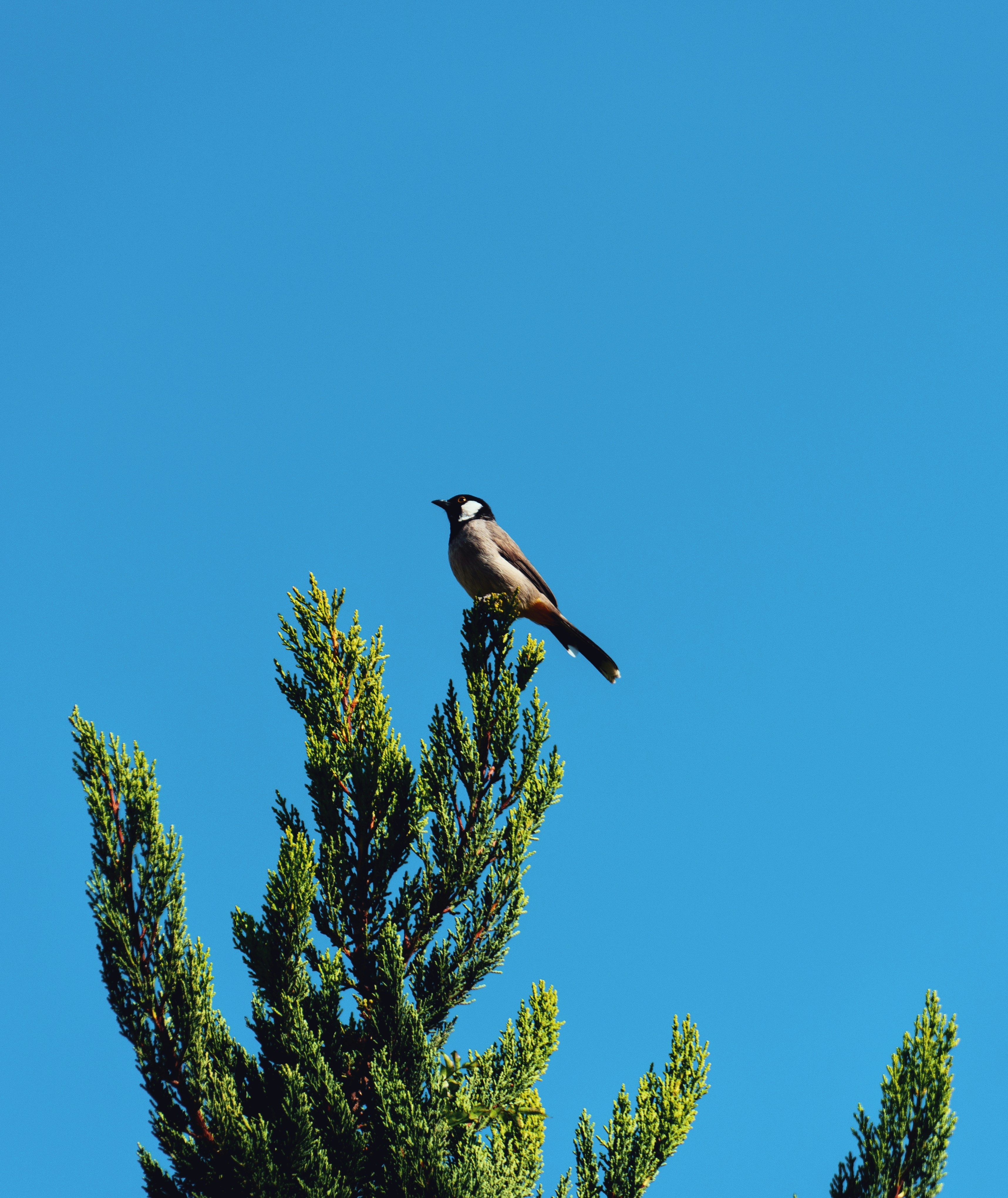 A bird sitting on top of a tree branch photo – Free Animal Image on ...