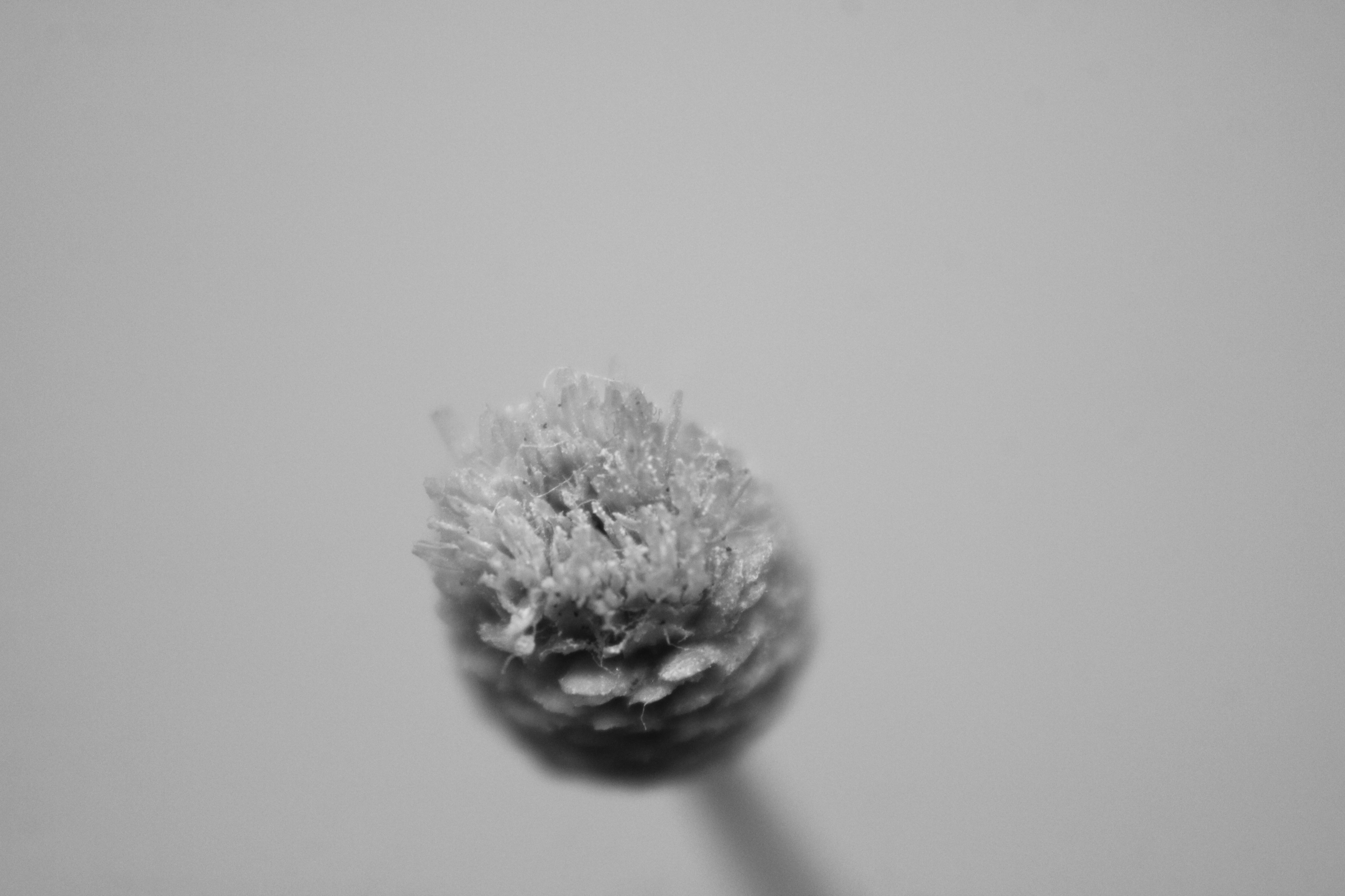 Centered Velvet: A Tiny Fuzzy Bud in Quiet Focus