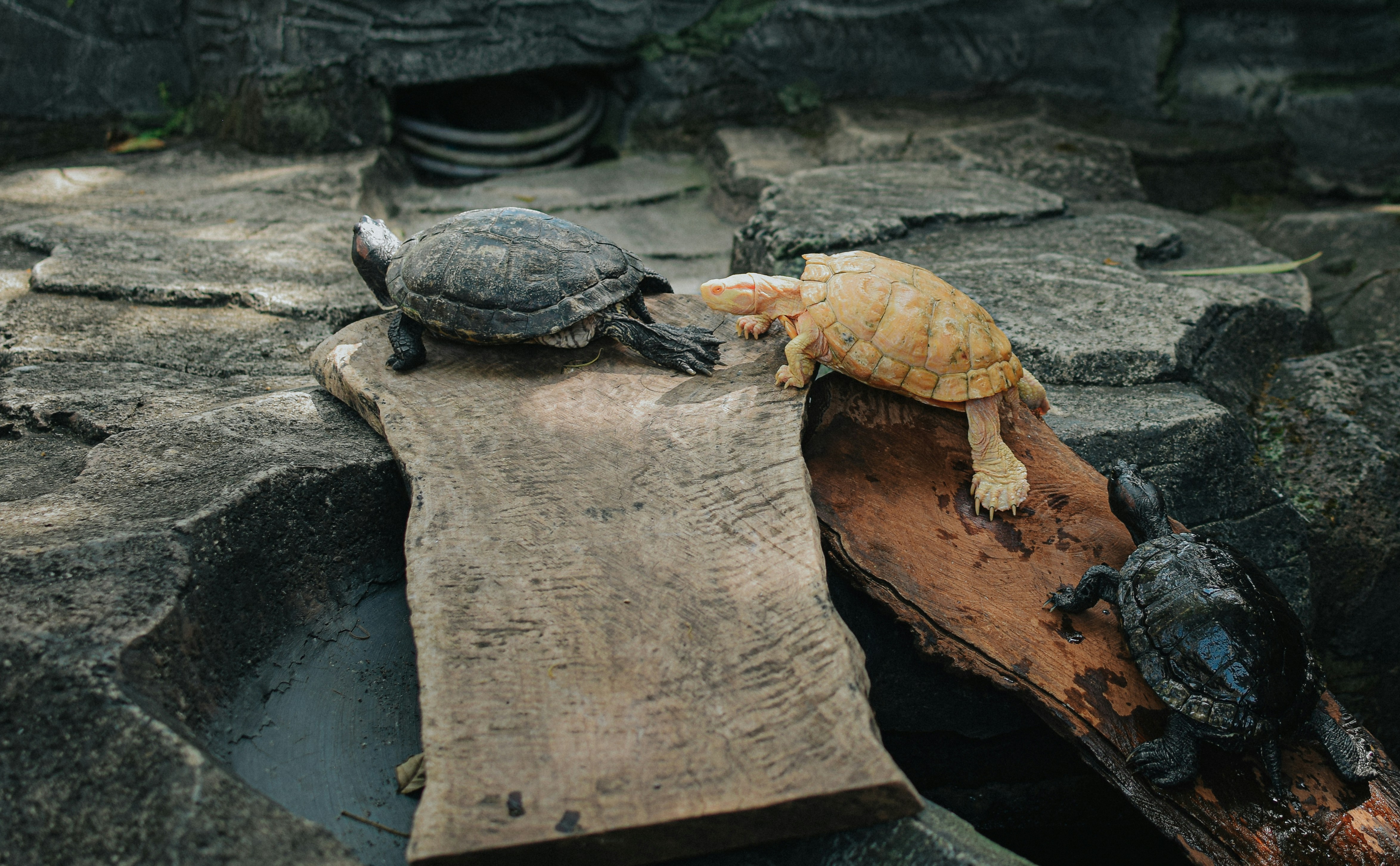 A couple of turtles sitting on top of a log photo – Free Lembang park ...