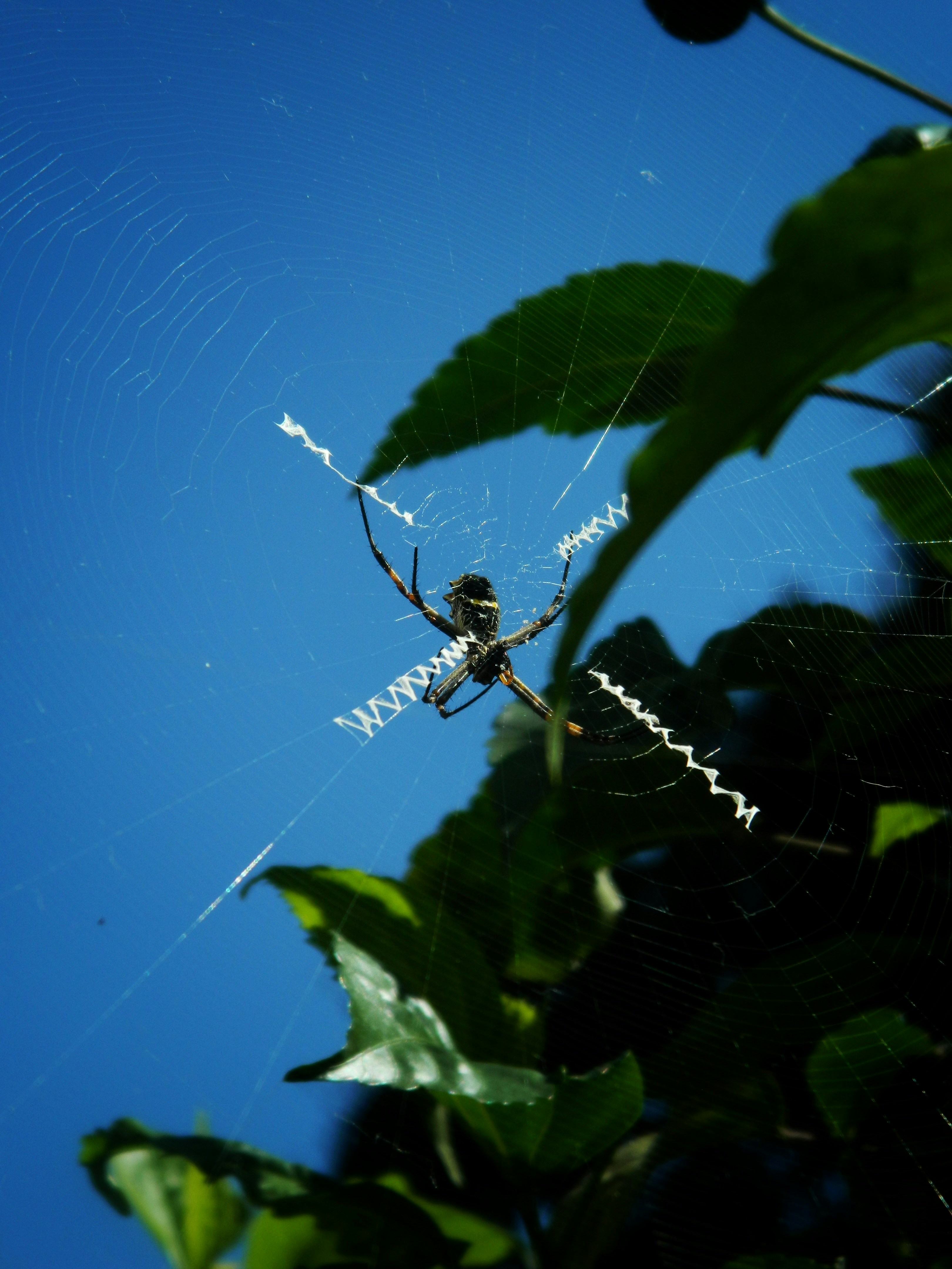 Silken Web in the Blue: Spider at the Heart of a Coppery Dawn