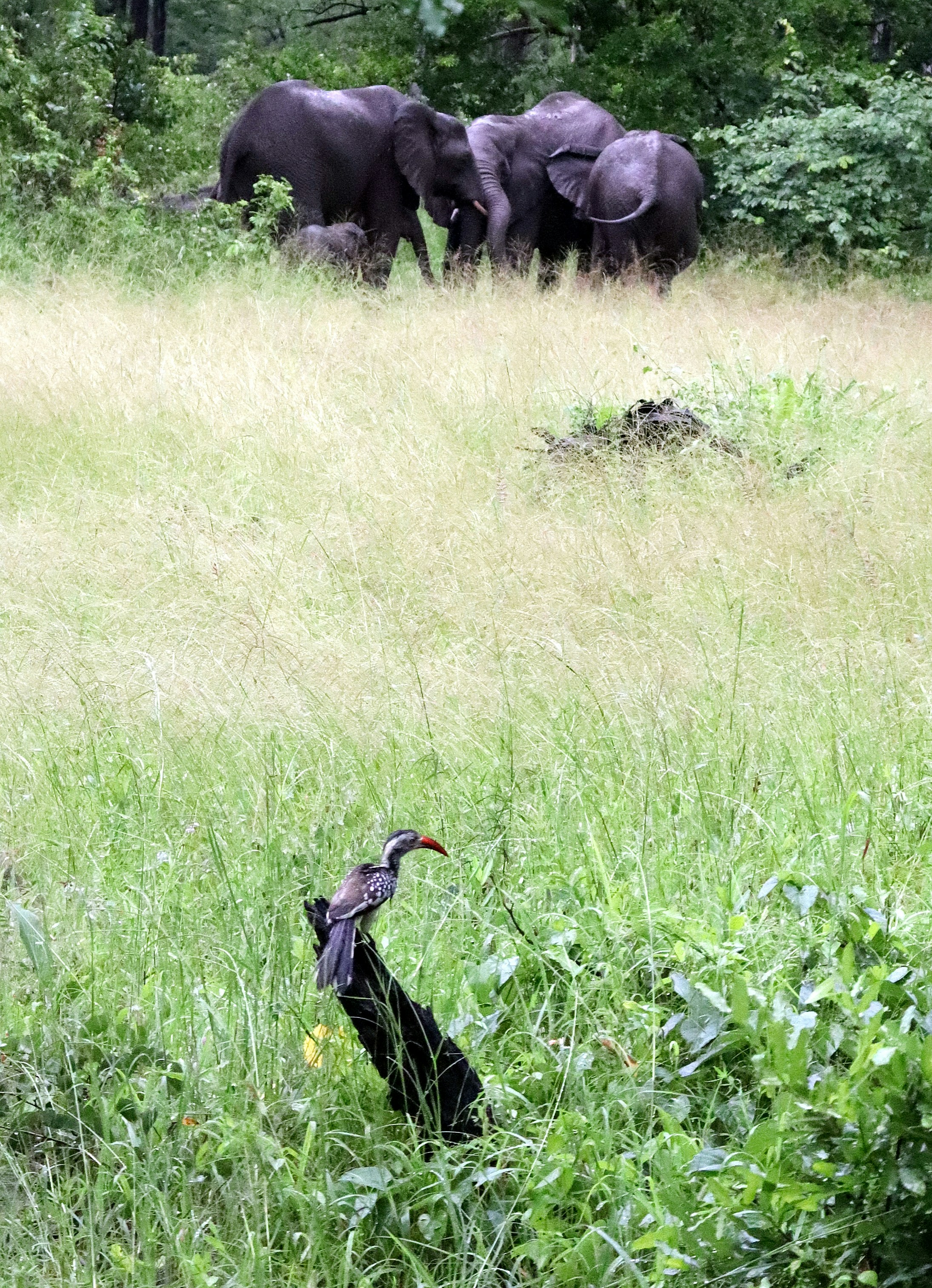 Red-billed Hornbill in Grassland with Distant Elephant Watch