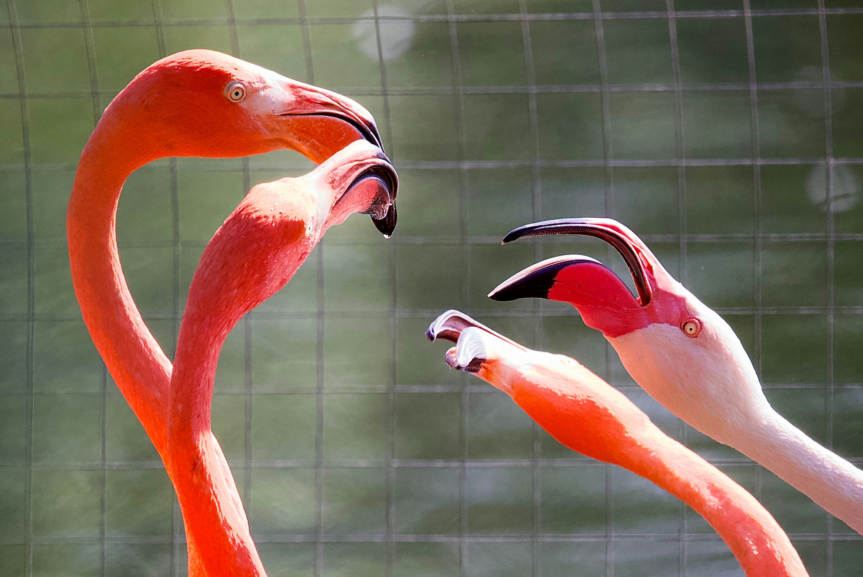 Beaks in Conversation Behind the Wire: Flamingo Duo at the Fence