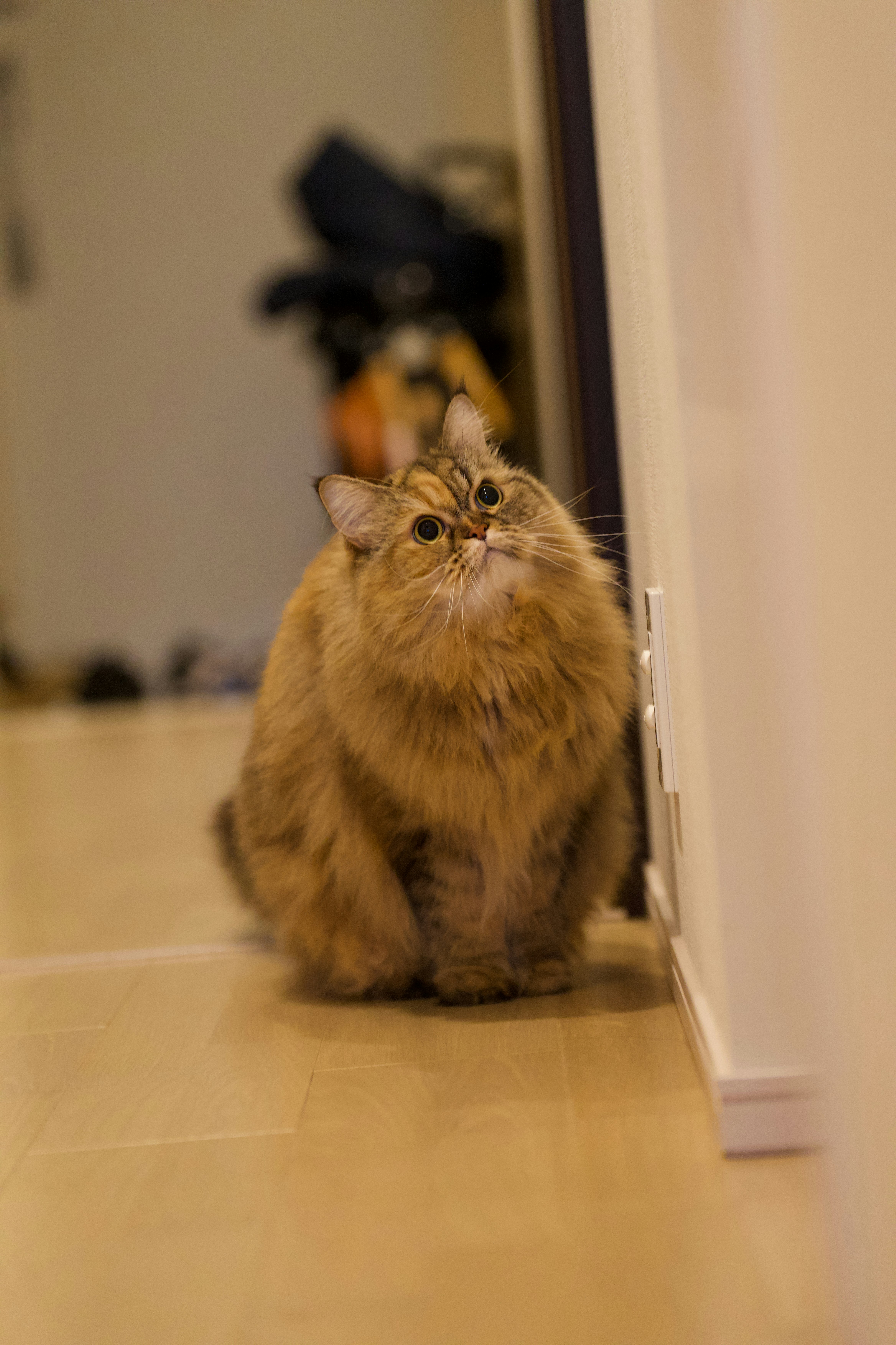 Golden Whiskers at the Hallway Threshold