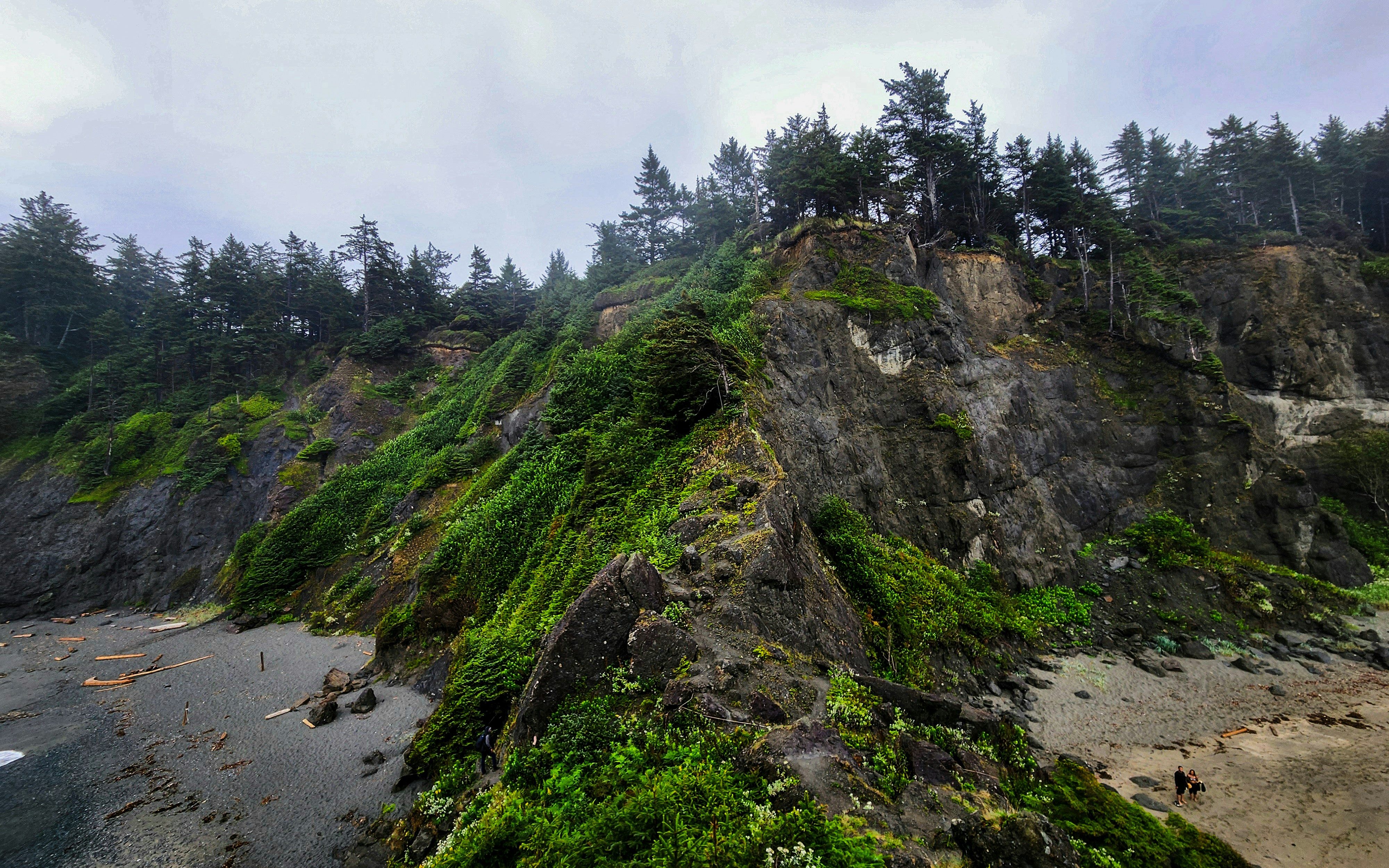 Verdant Sentinels: Pine-Clad Cliffs Loom Over a Quiet Shore