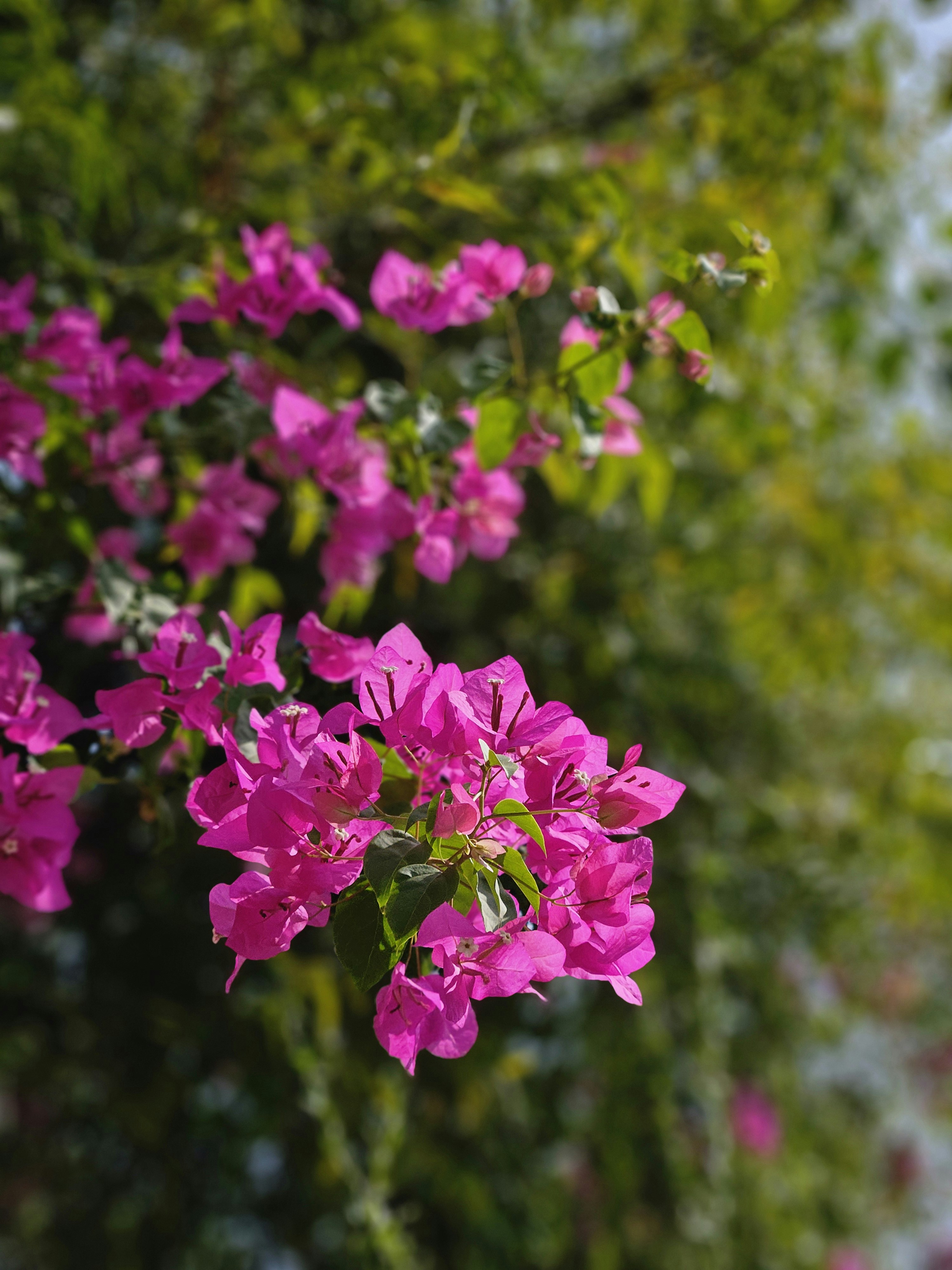 Bougainvillea flowers in vivid pink hues, adorned with lush green leaves, create a lively display against a blurred background.