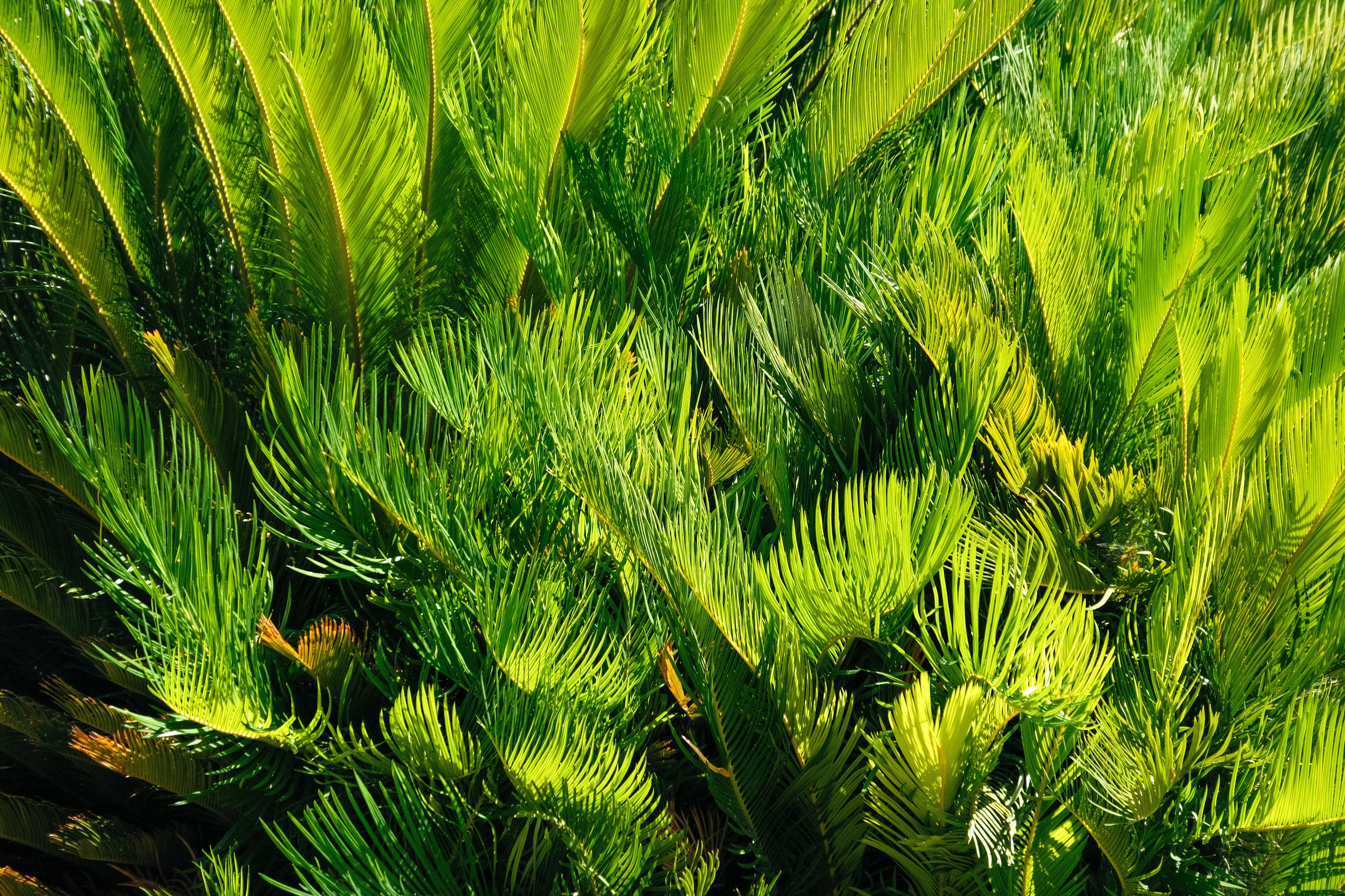Sunlit Palm Fronds: Verdant Waves of Green