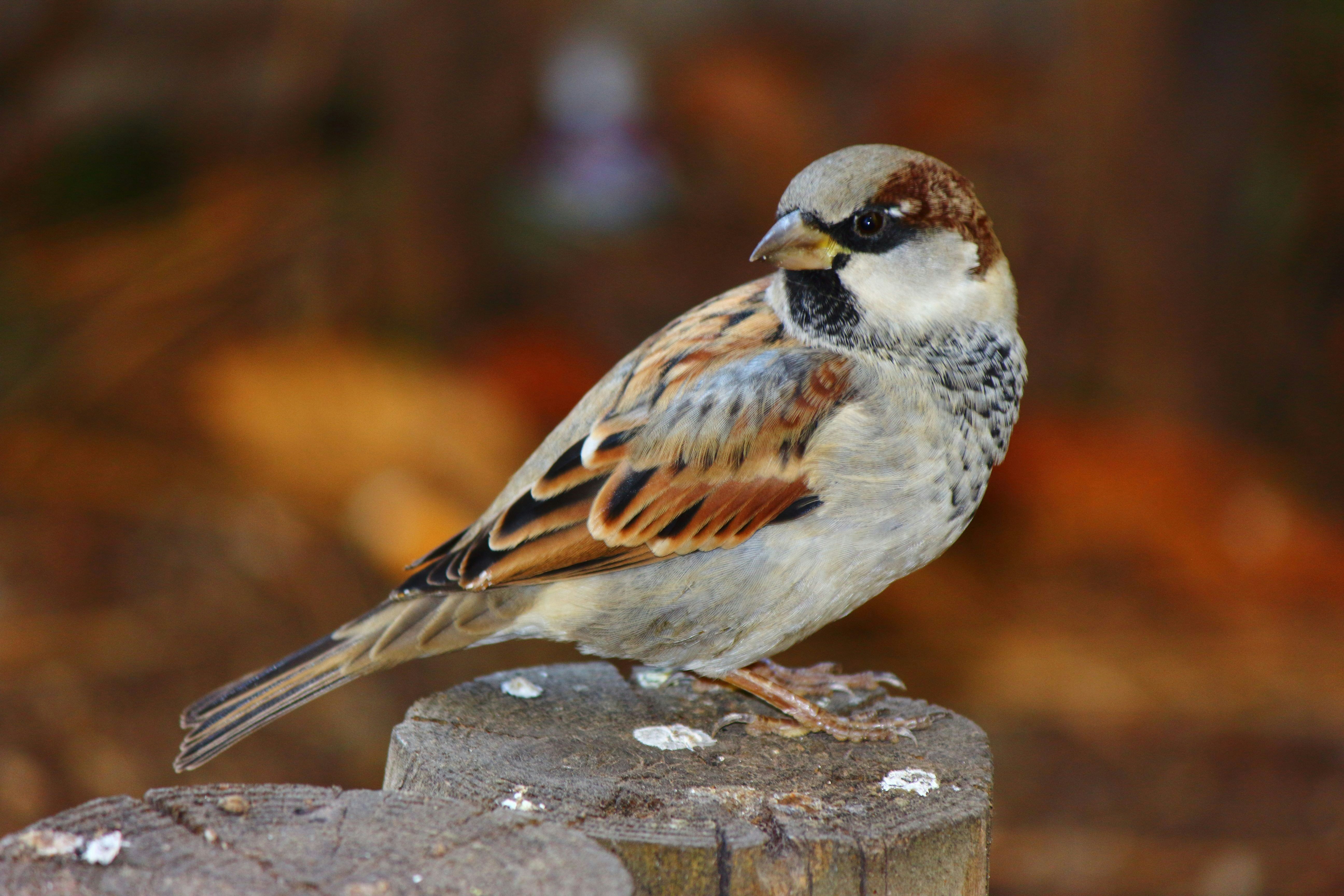 A small bird sitting on top of a wooden post photo – Free Animal Image ...