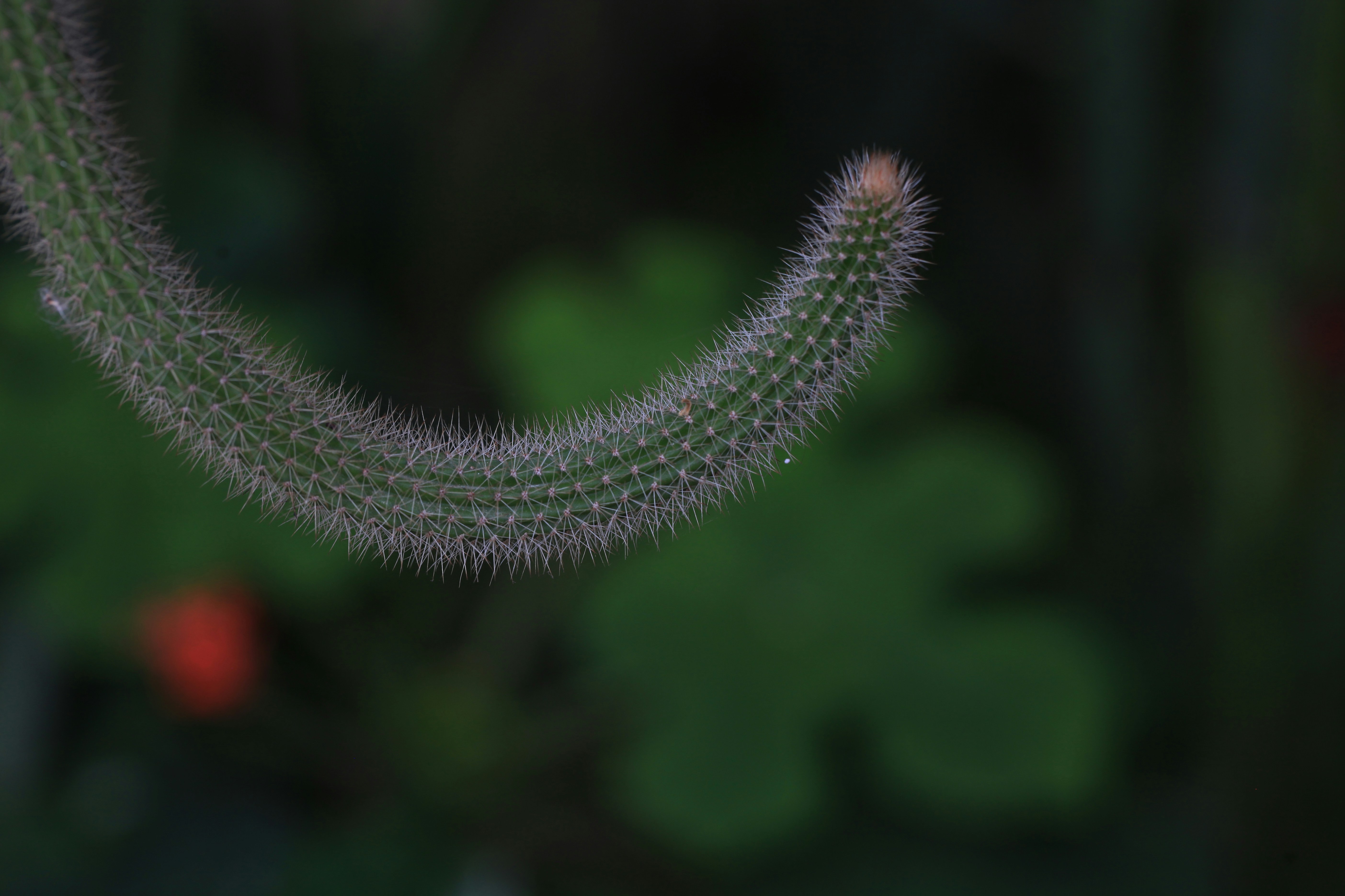 Thorned Crescent: A Bristle-Covered Stem Arching Through Quiet Greens