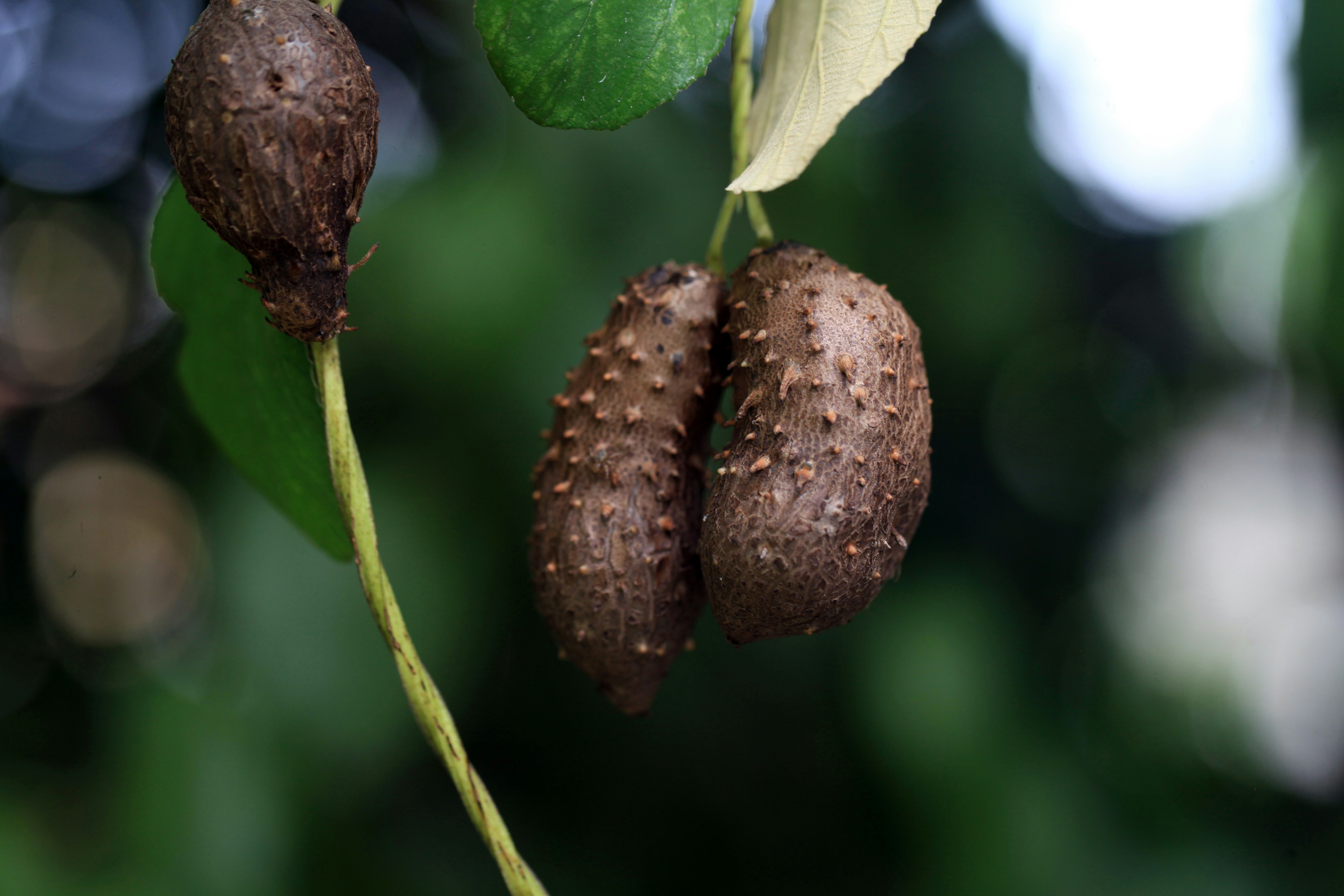 A close up of a plant with two cones on it photo – Free Food Image on ...