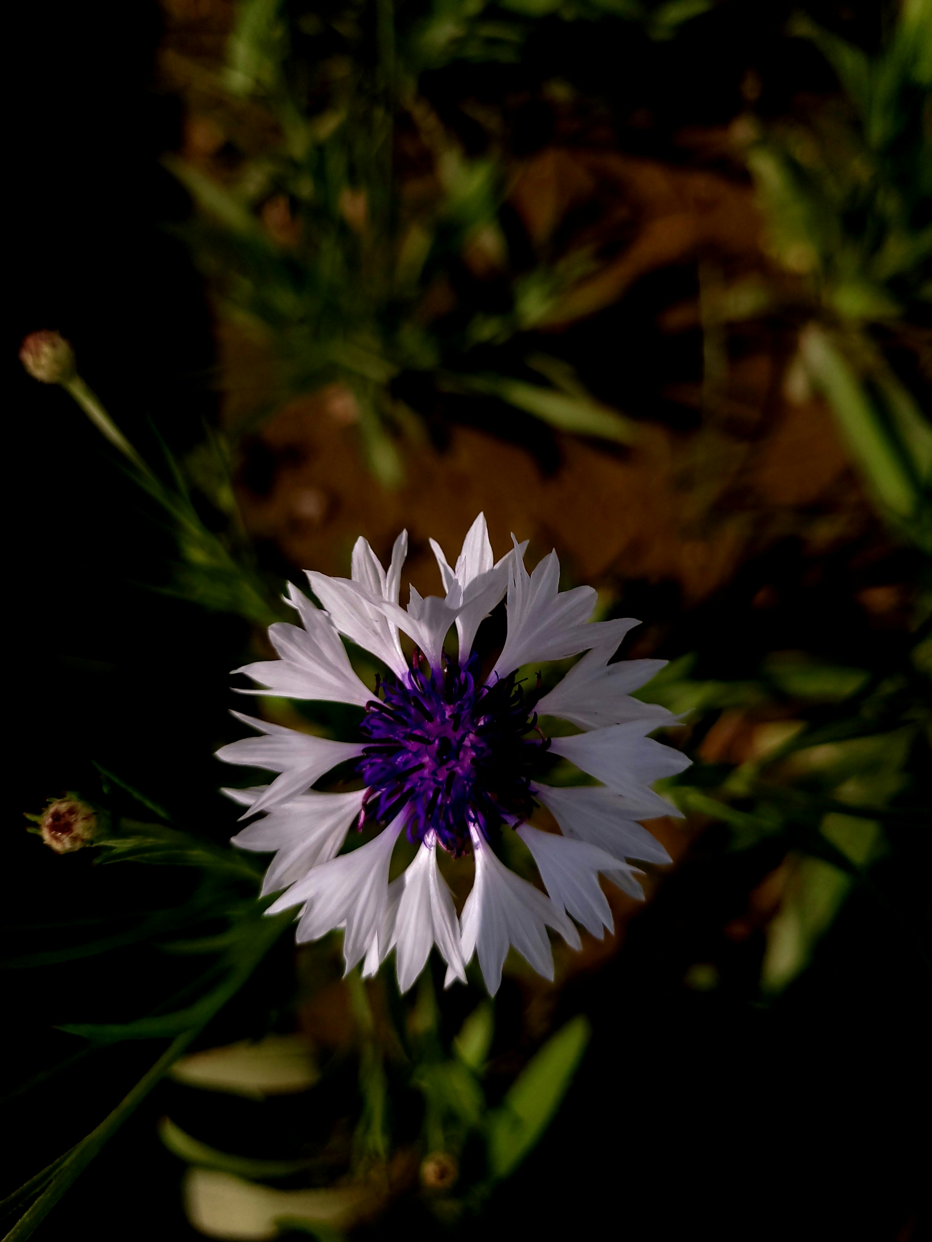 A vibrant flower with striking white petals and a deep purple center, surrounded by lush green foliage.