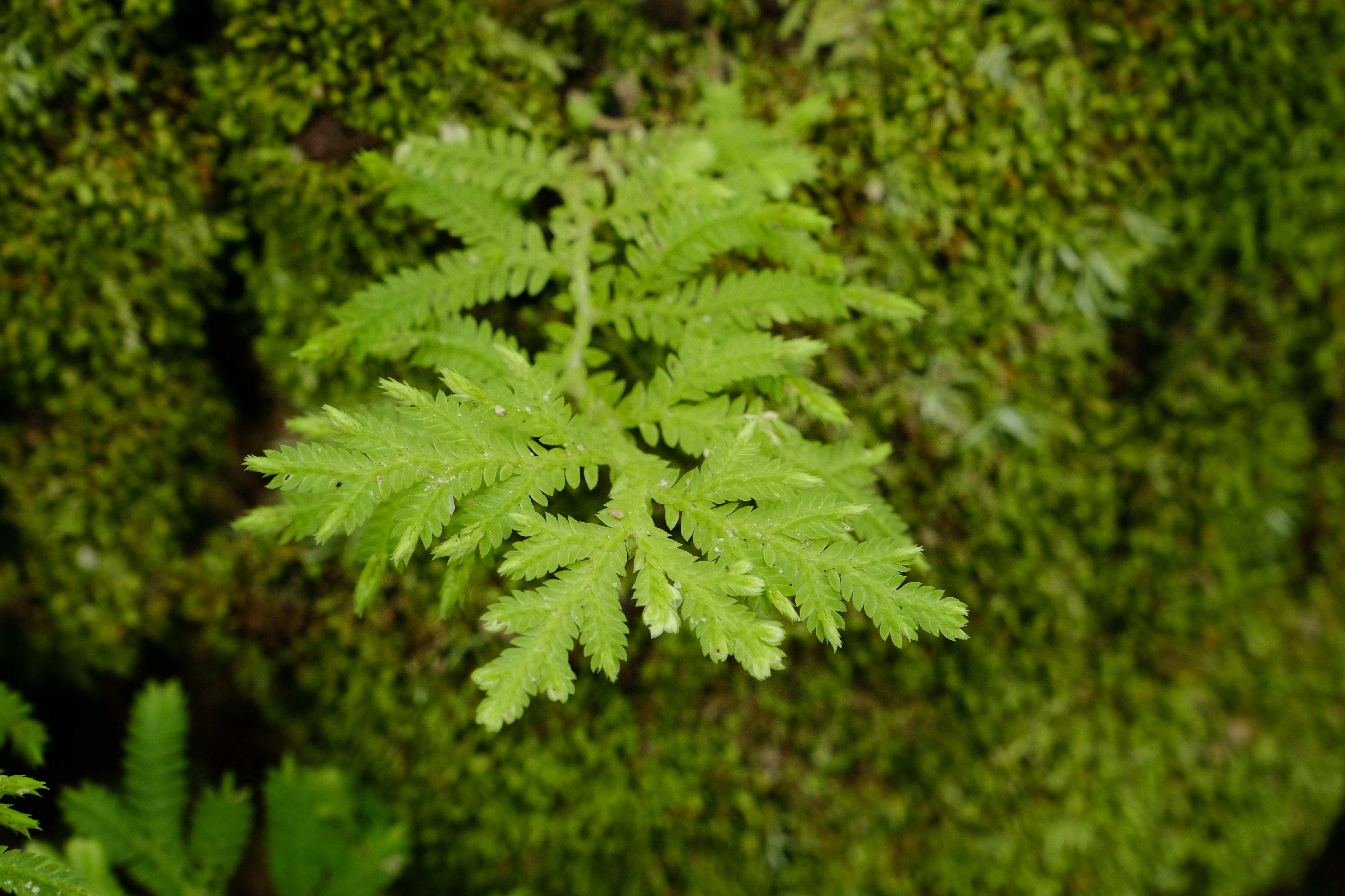Fern Frond in Focus: Green Lace Hovering Over Moss
