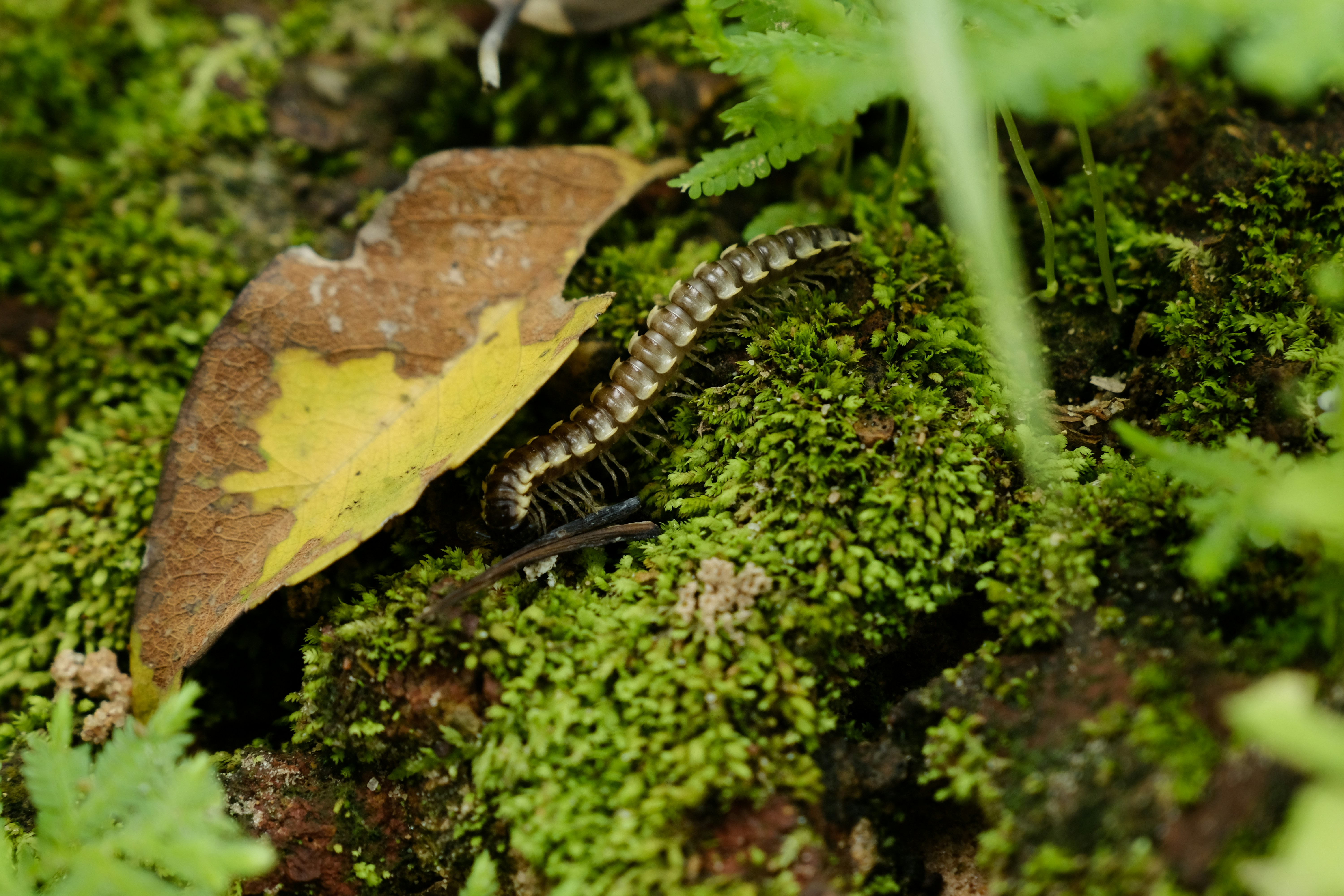 Photo by Siborey Sean with Fujifilm X-T2