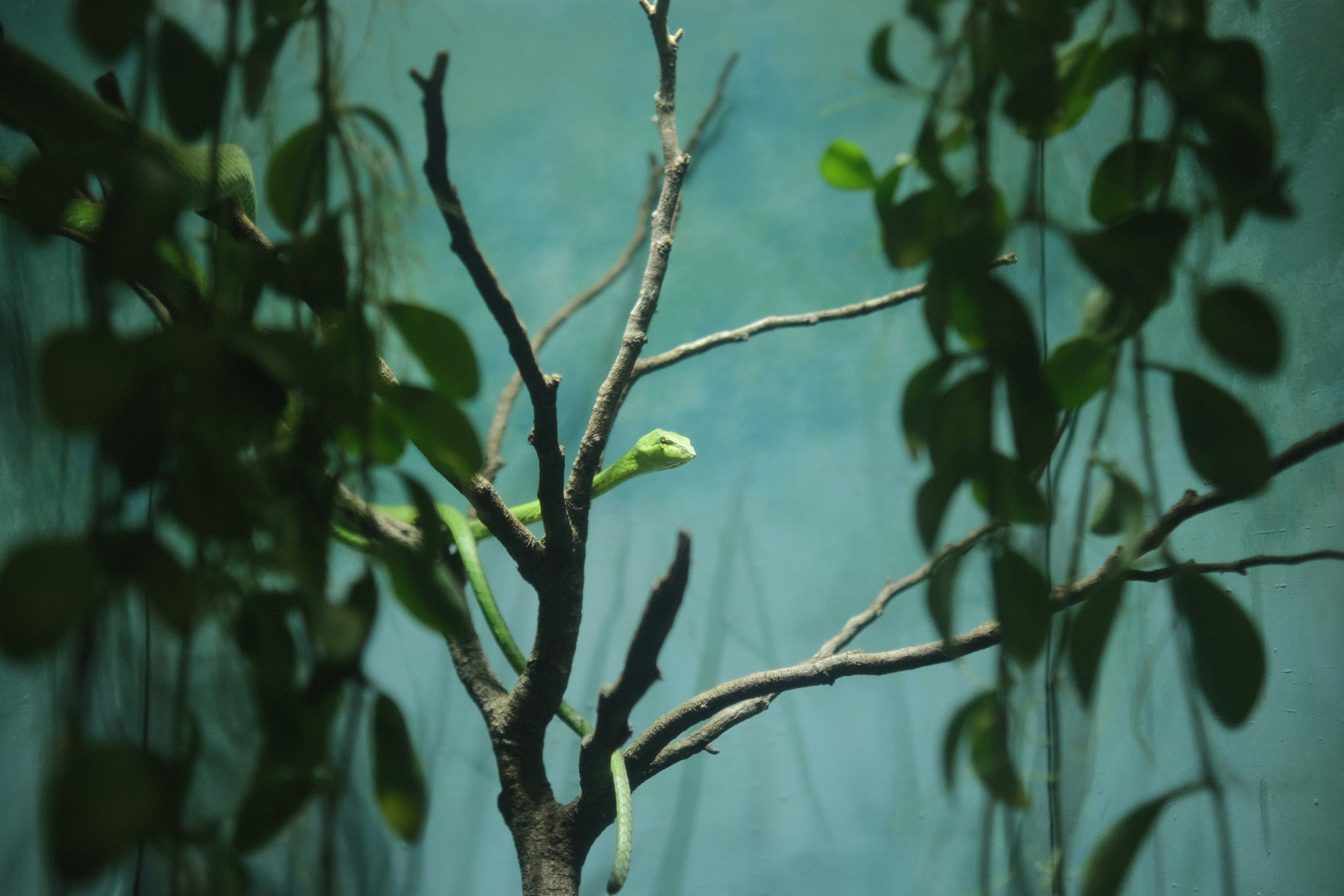 Photo by Siborey Sean with Fujifilm X-T2