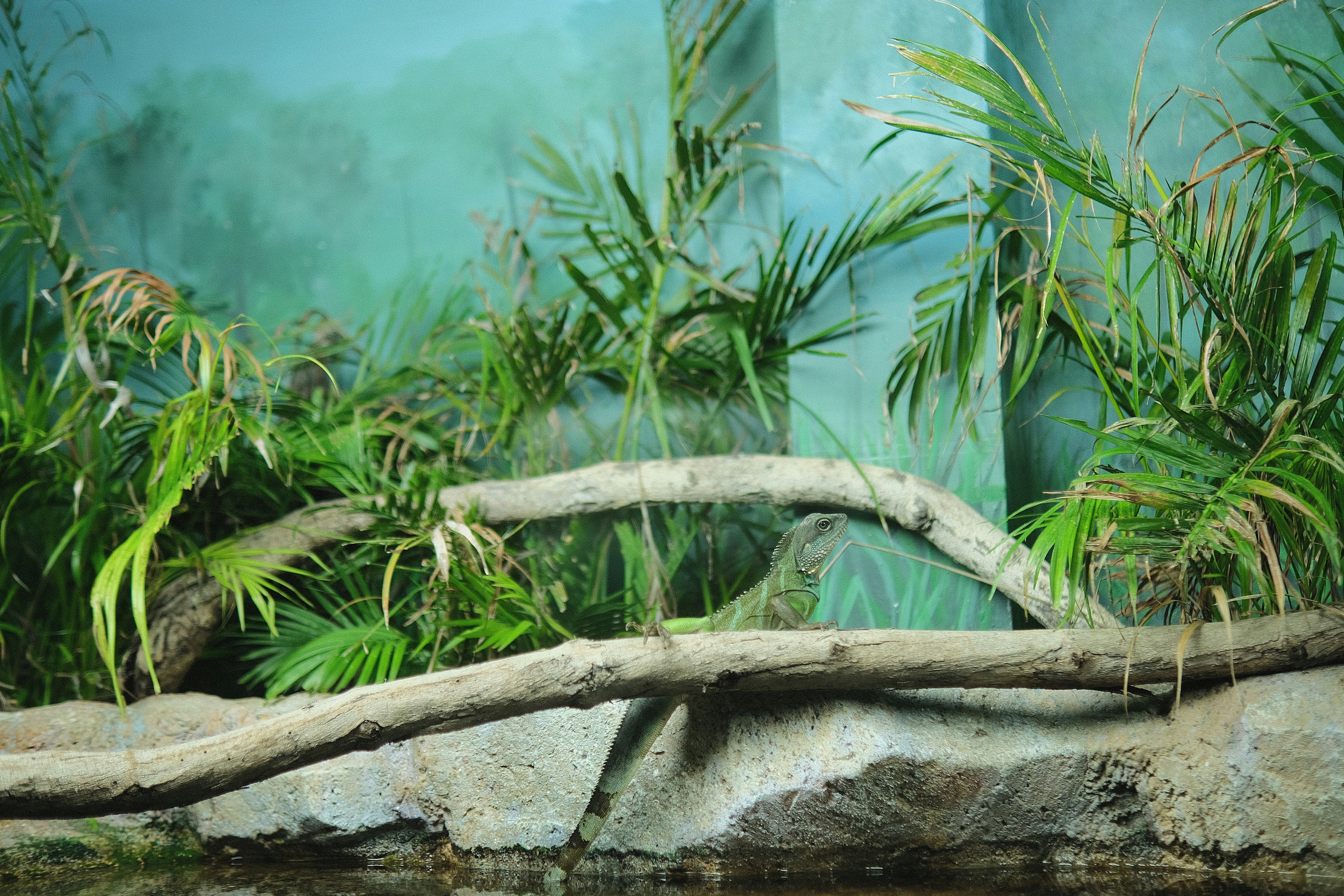 Diagonal Log Crossing: A Quiet Riverside Expanse Framed by Tropical Foliage