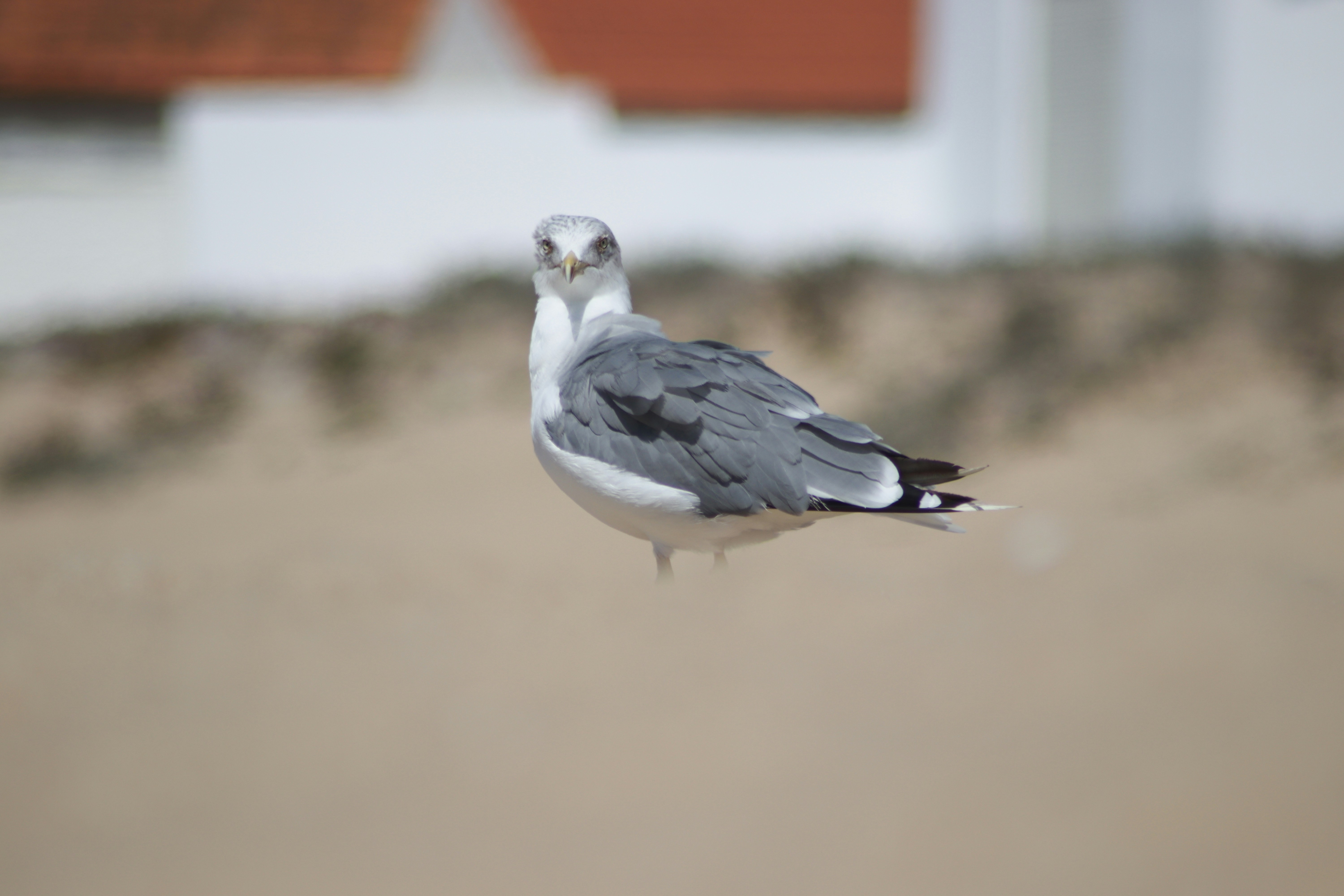 Seagull's Poised Gaze on a Sandy Shore♂ L.Filipe C.Sousa© ꆜꆜ