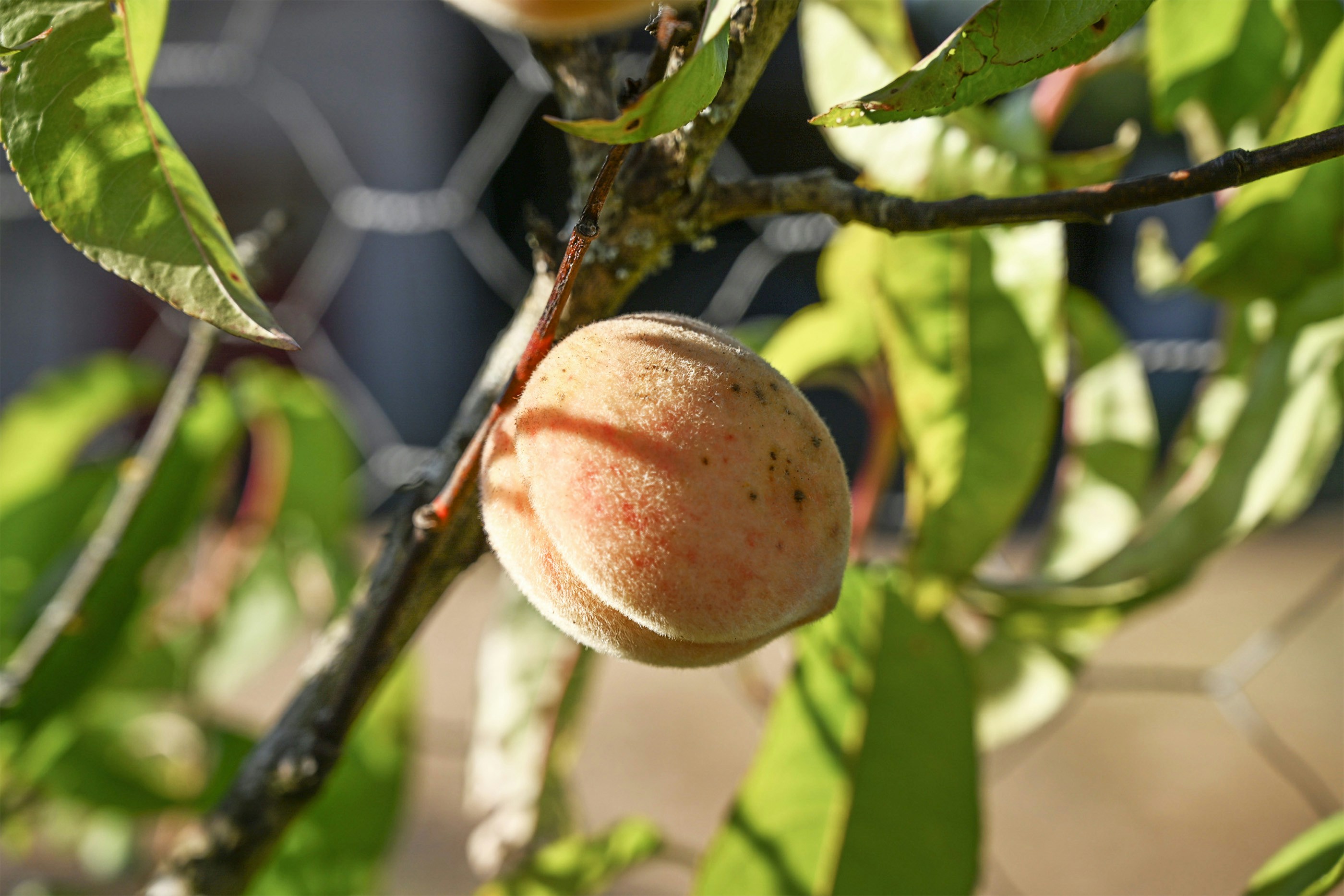 A peach hanging from a tree with leaves photo – Free Parcoul-chenaud ...