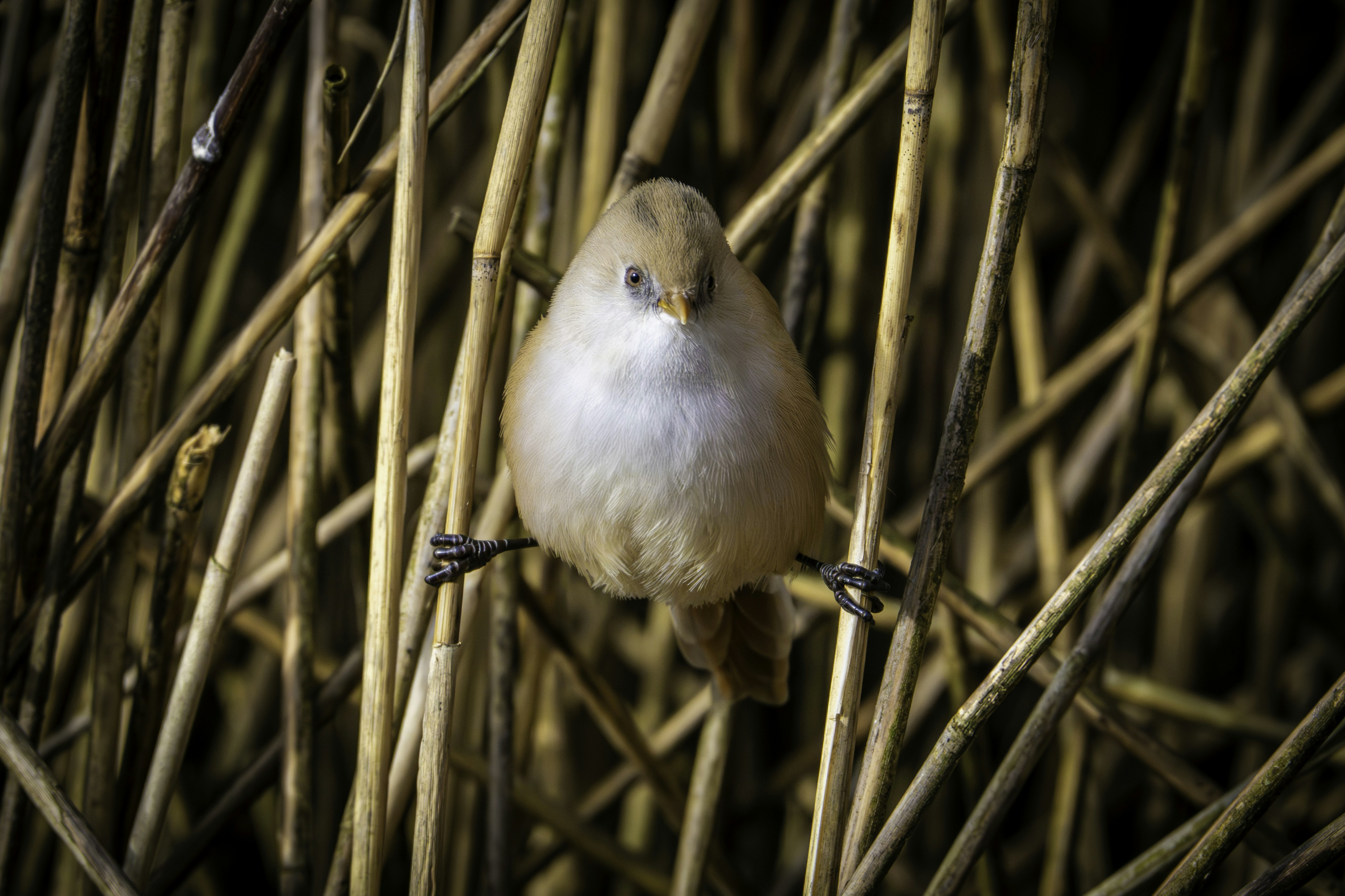 Tiny Pivot: A Dainty Bird Grips Thicket with Gentle Gaze