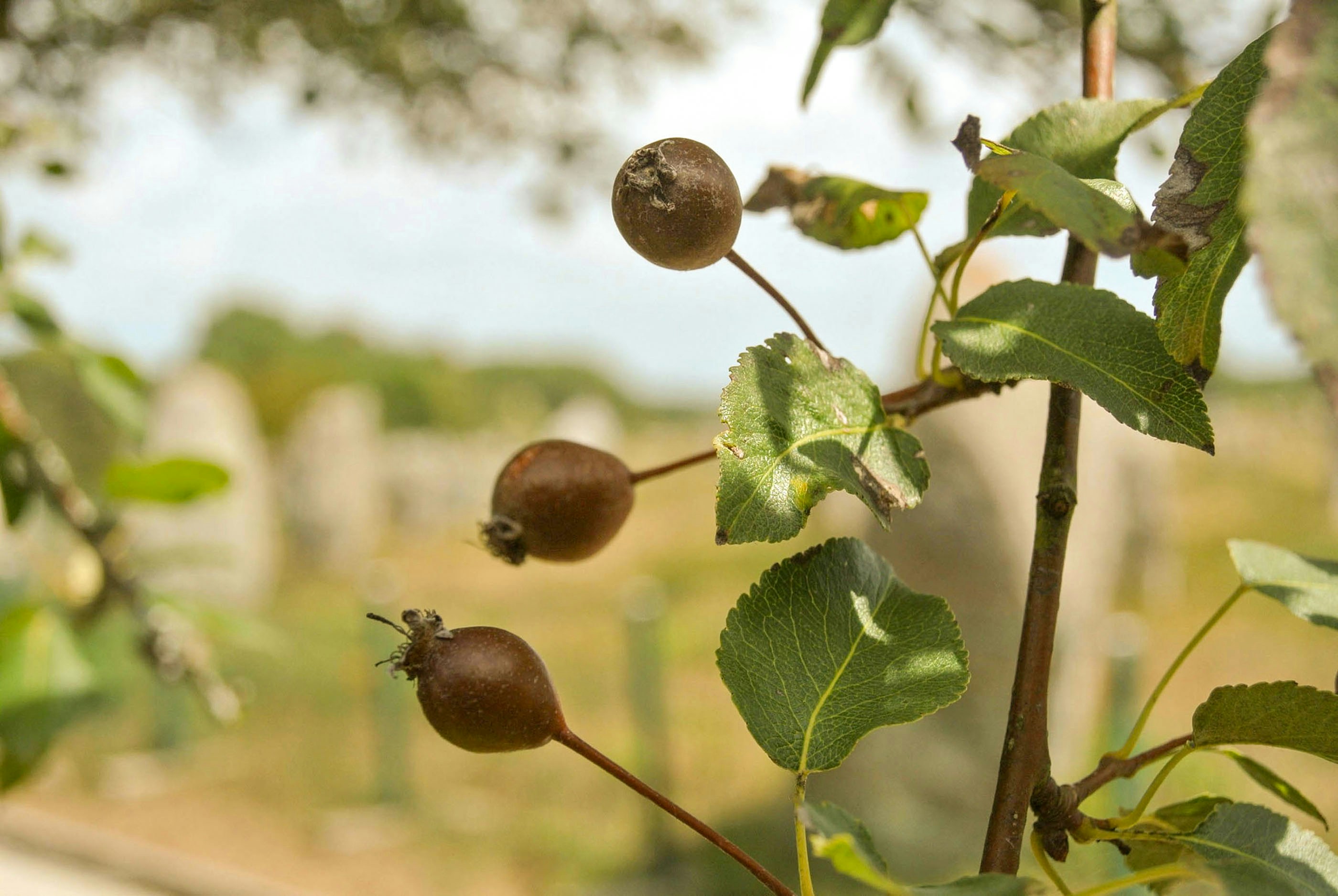 Rose Hips in a Quiet Sunlit Field: A Close-Up Study