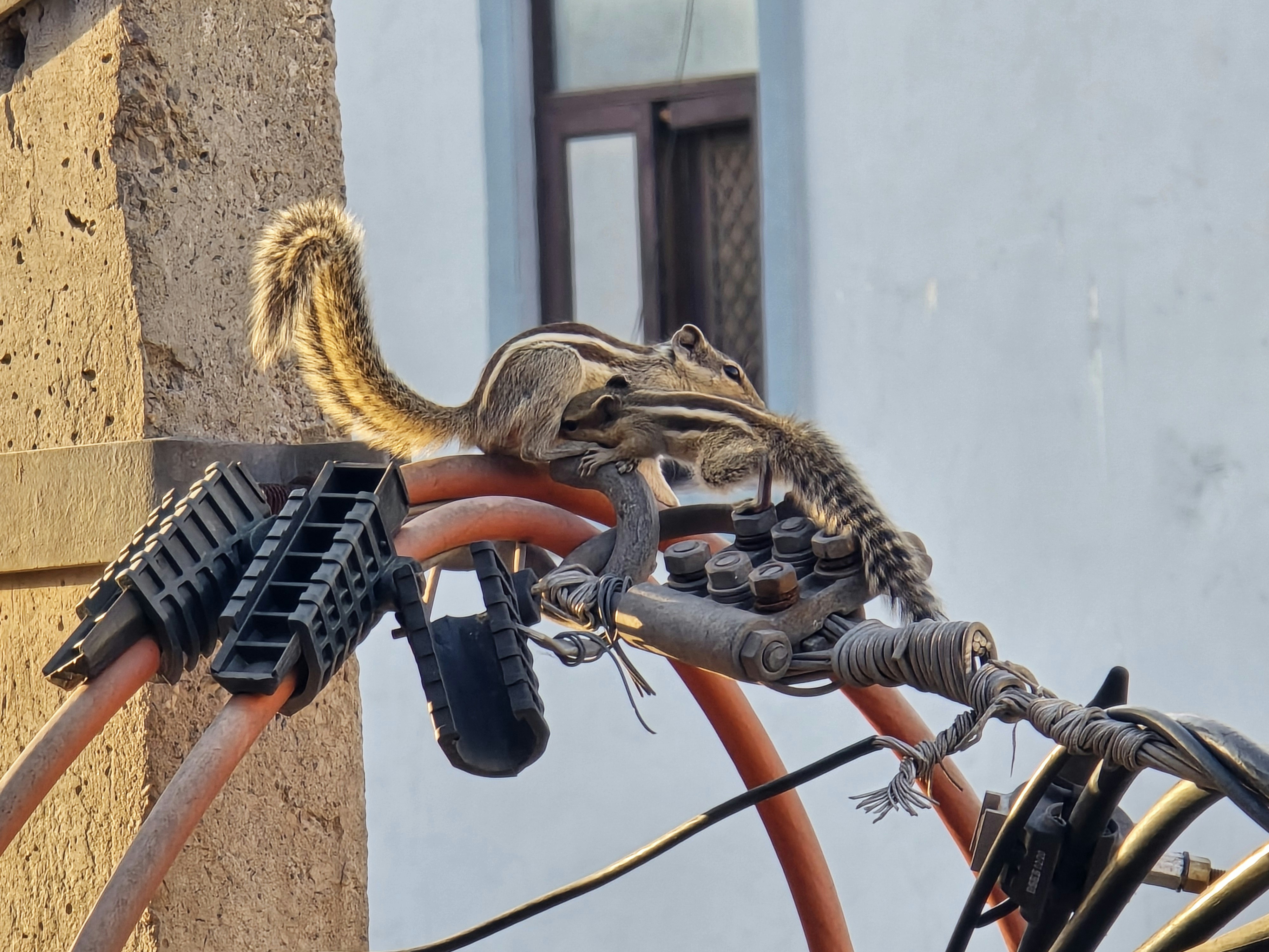 Gray squirrel balances on a tangle of orange and gray cables beside a sunlit building, tail arched in alert posture.