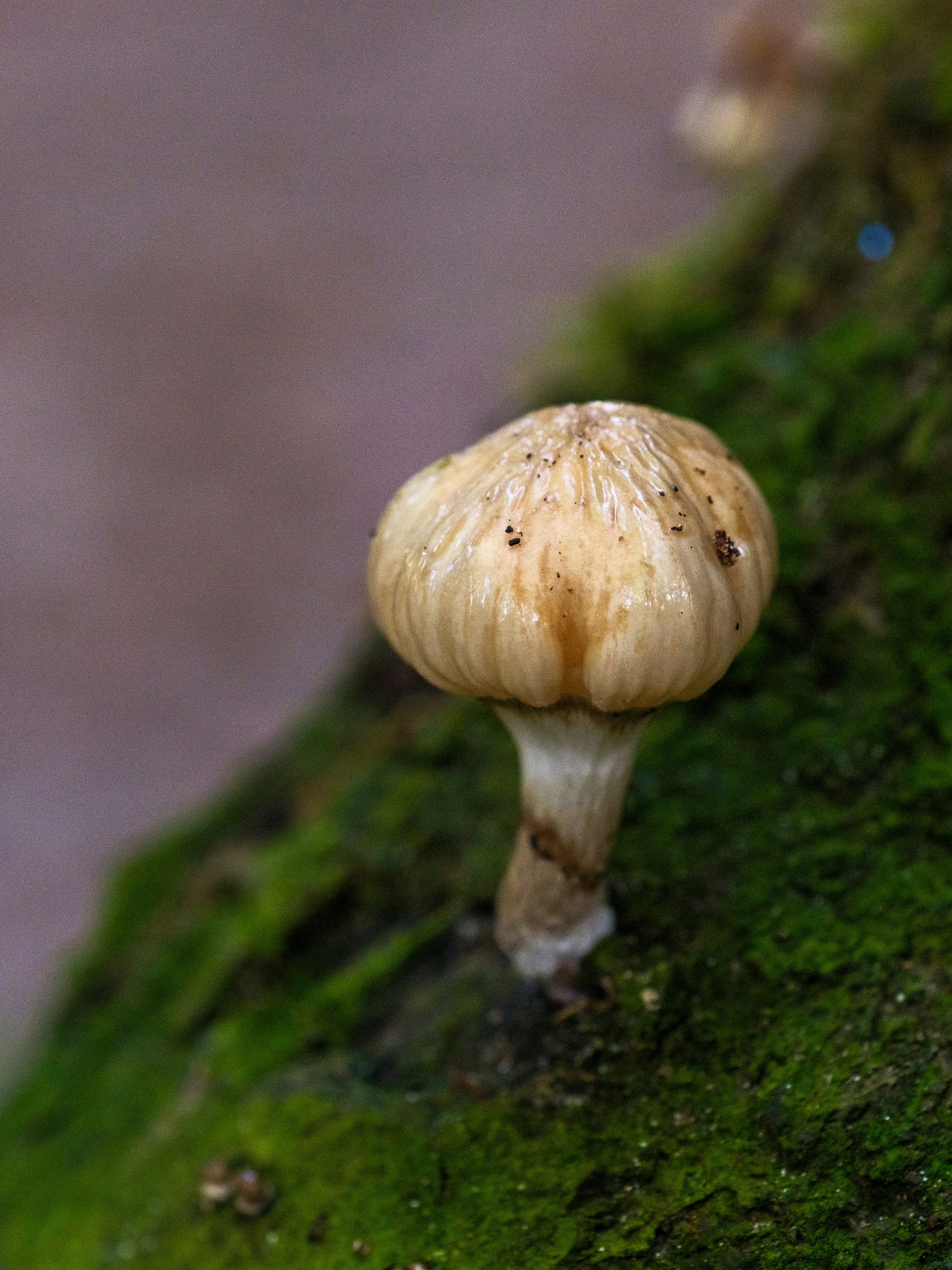 Pale Cap on Moss: A Quiet Microcosm on a Weathered Log