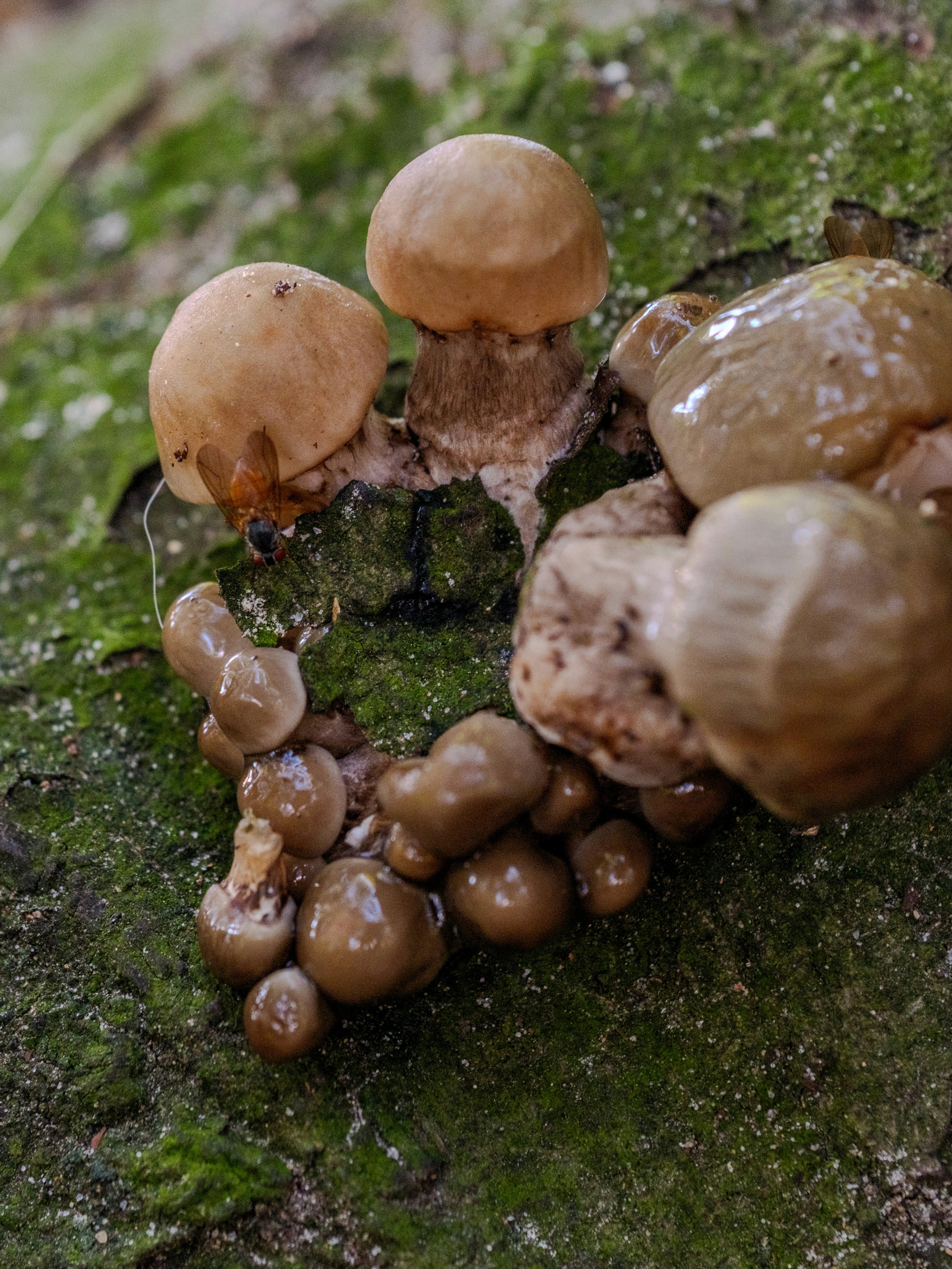 Mushroom Assembly on Moss: A Quiet Macro Portrait