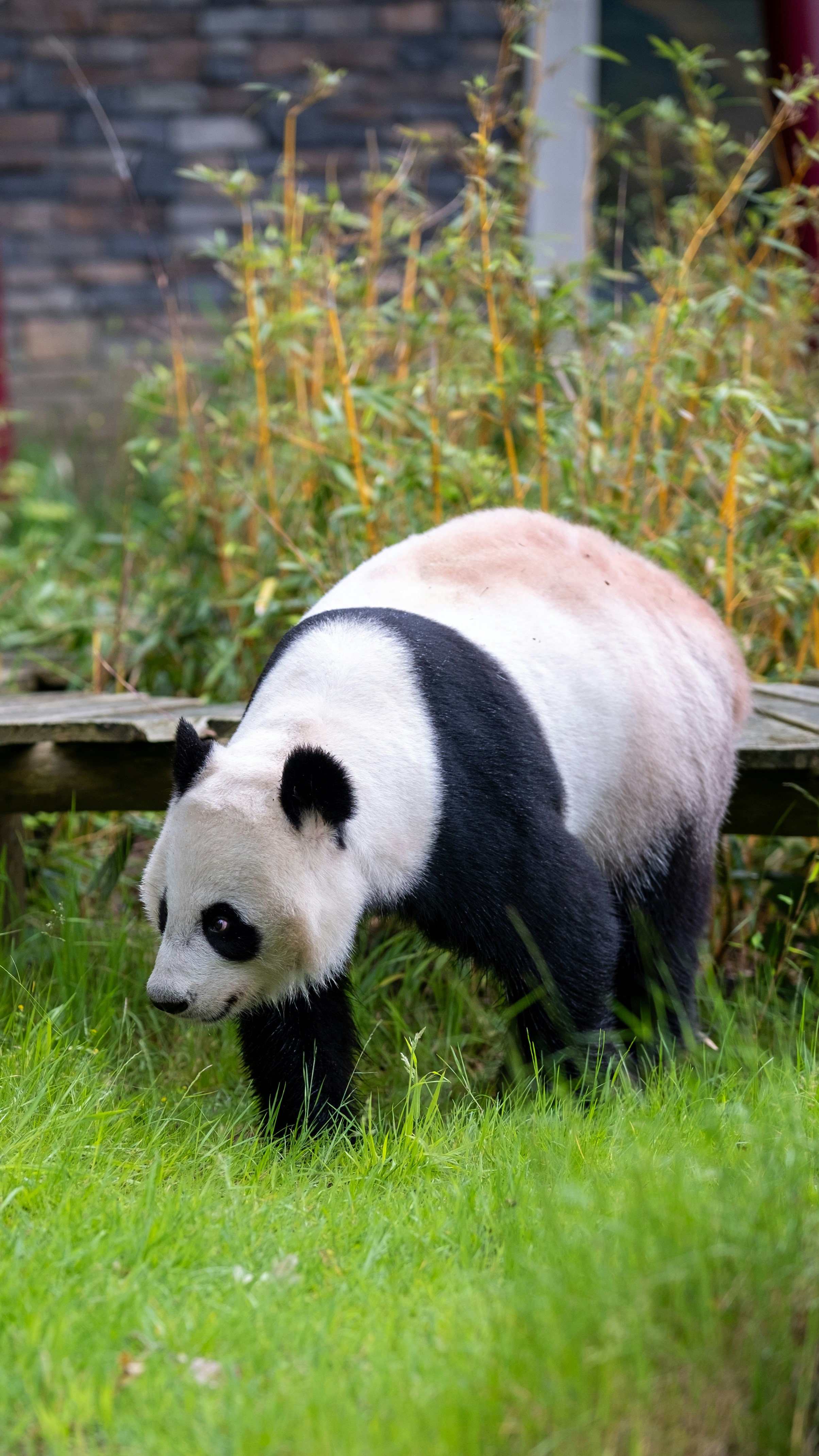 A panda bear walking across a lush green field photo – Free Panda Image ...