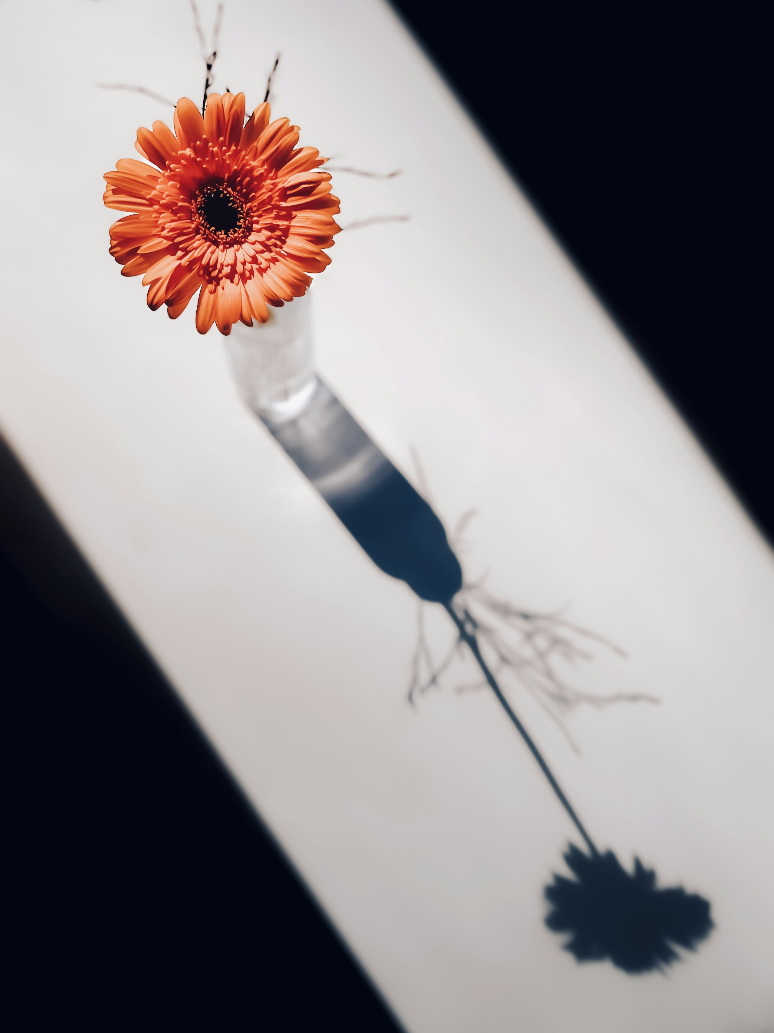 Close-up photograph of an orange gerbera on a diagonal white strip, casting a long shadow on a dark background.