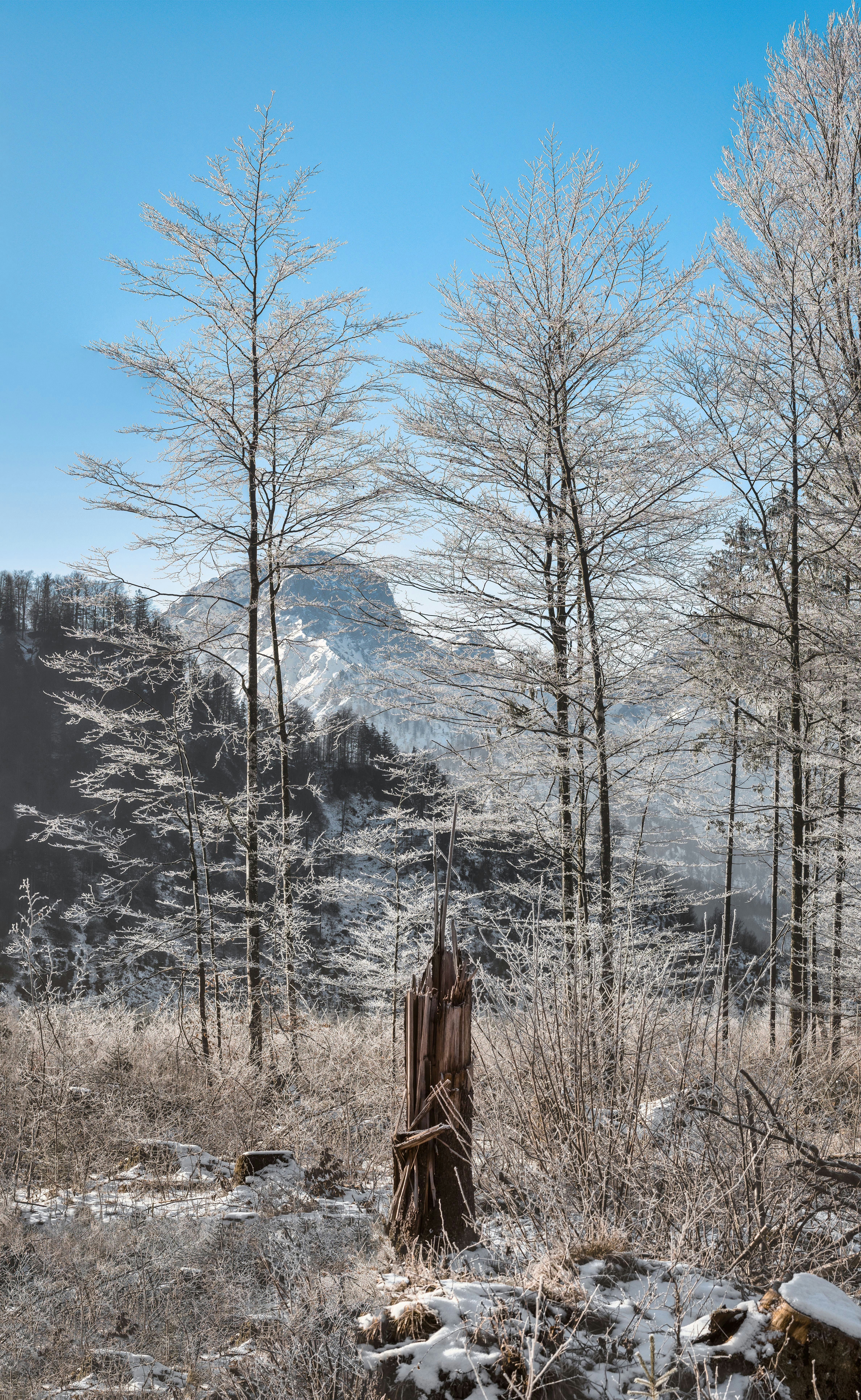 Ice-veiled Pines Framing a Frosted Clearing