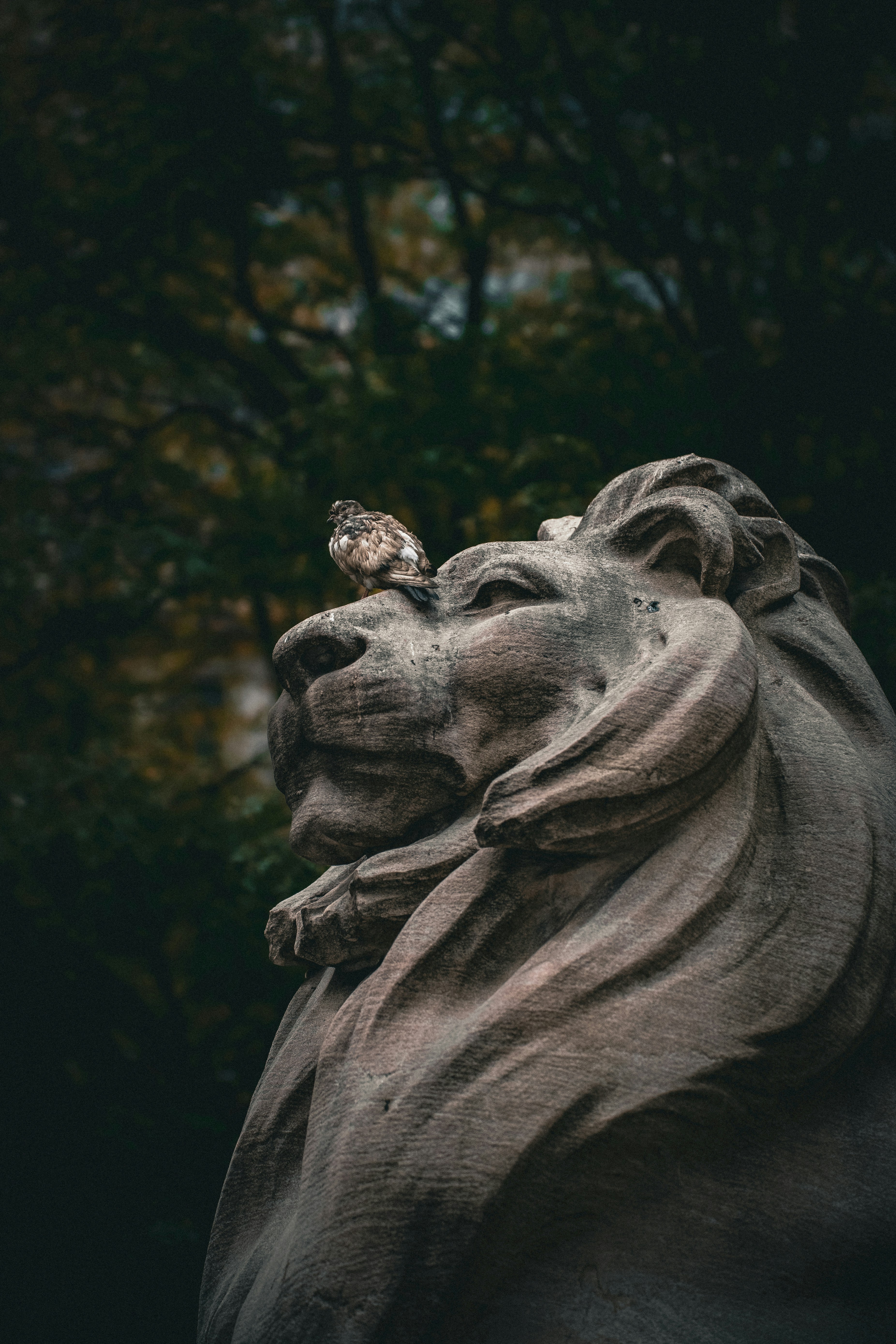 Sparrow Perch on a Weathered Stone Lion in a Shadowed Park