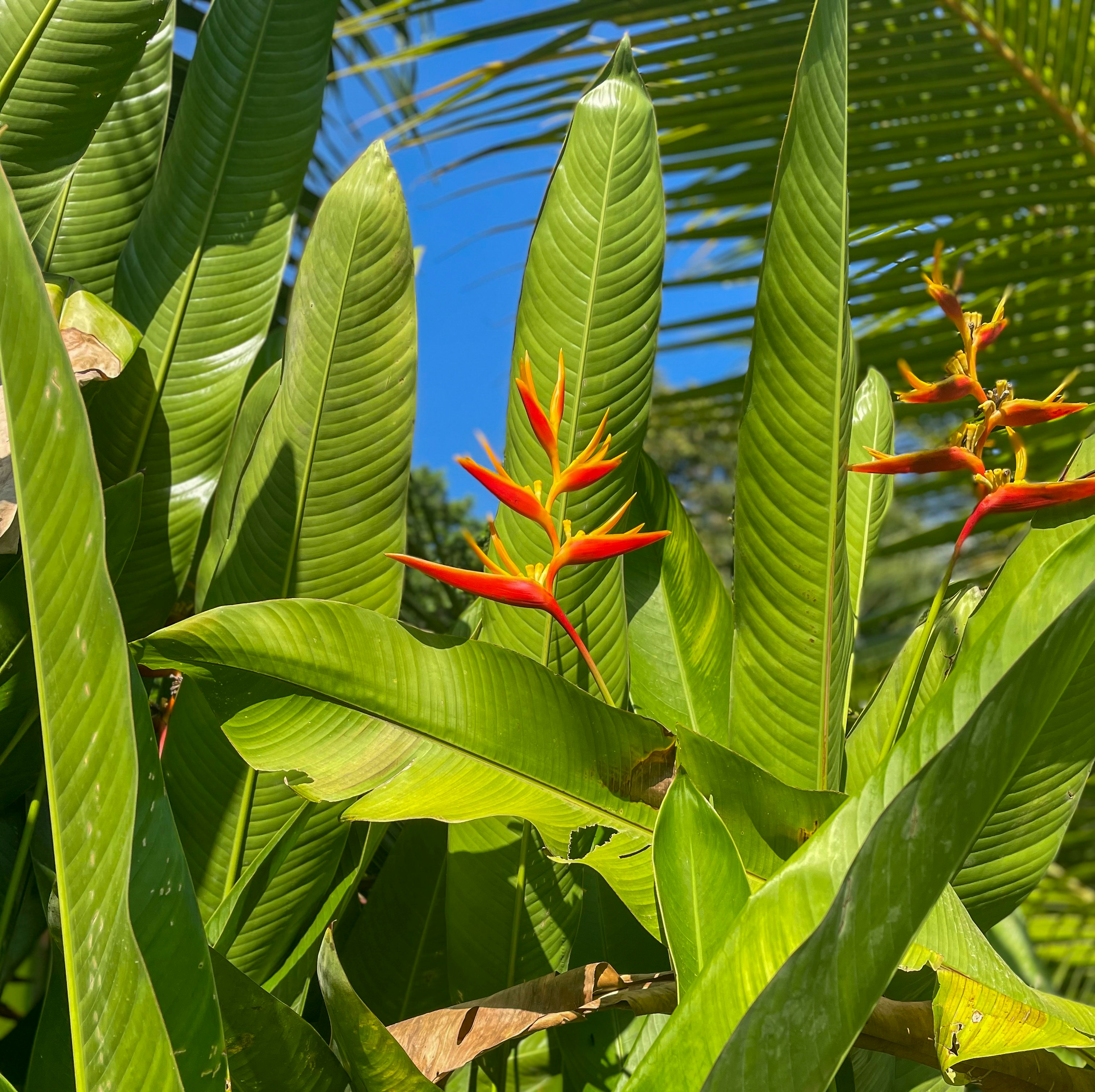 Vivid Tropical Foliage with Flamingo-like Blooms