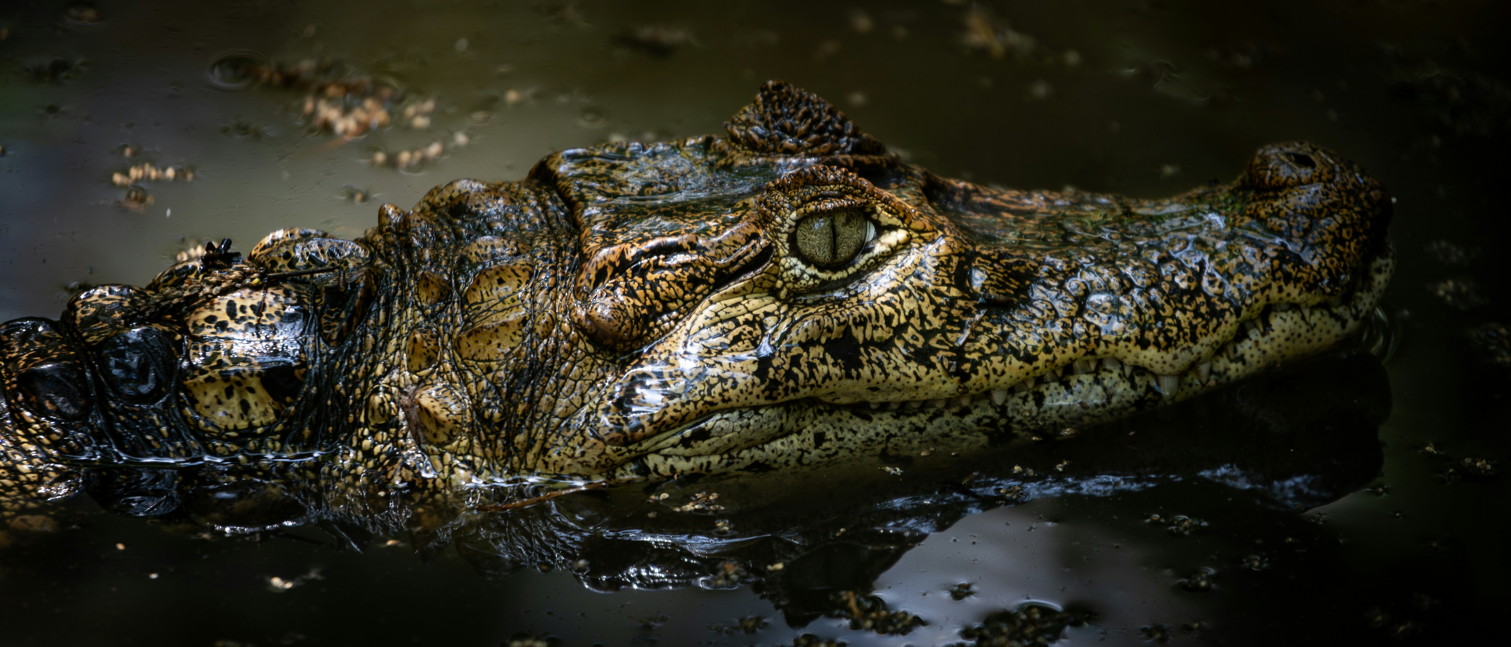 Eye of the Mire: Crocodile's Gaze Above the Murky Water