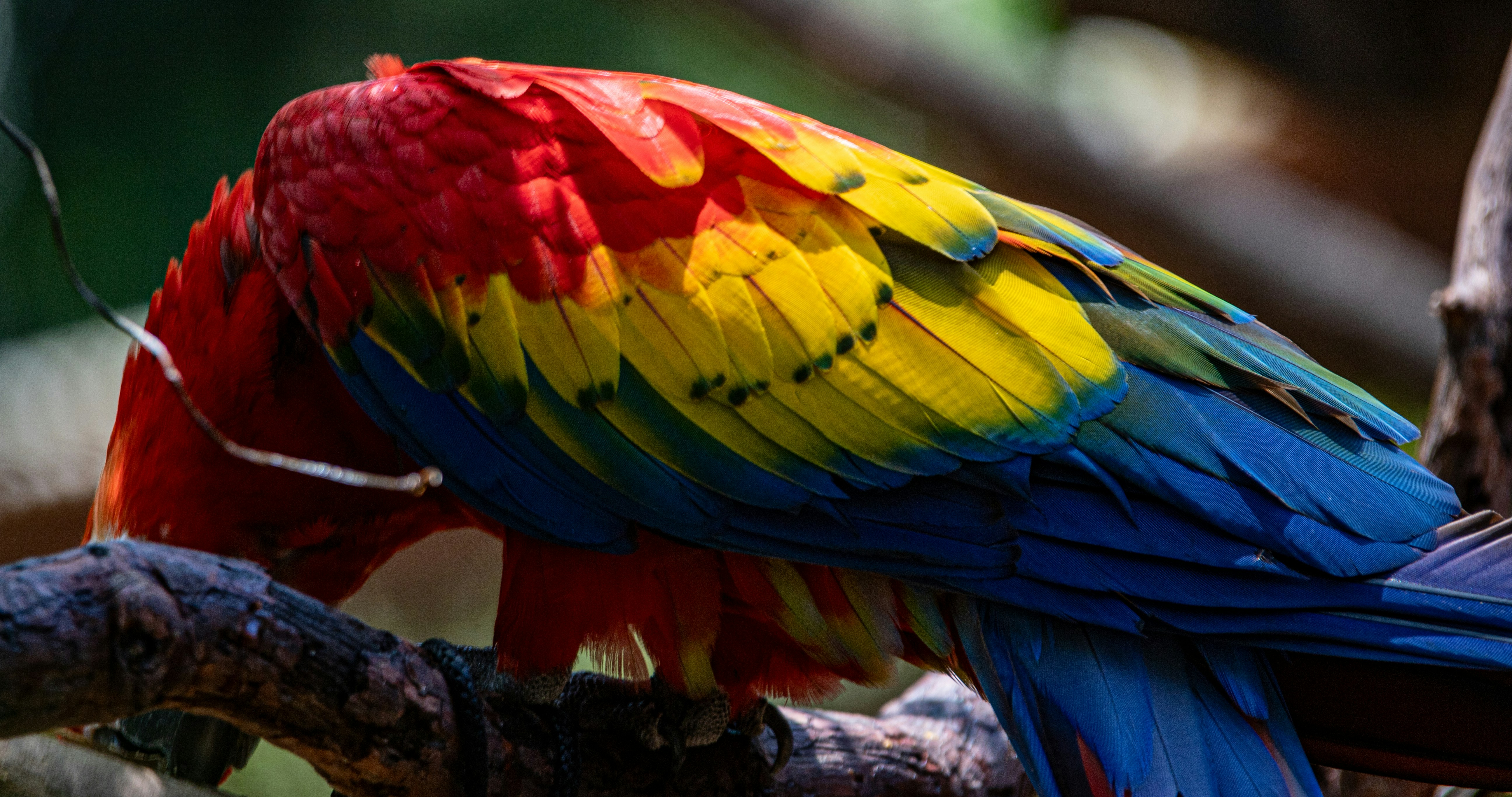 Crimson Crown and Spectrum Wings: A Parrot Portrait on a Sun-Dappled Branch