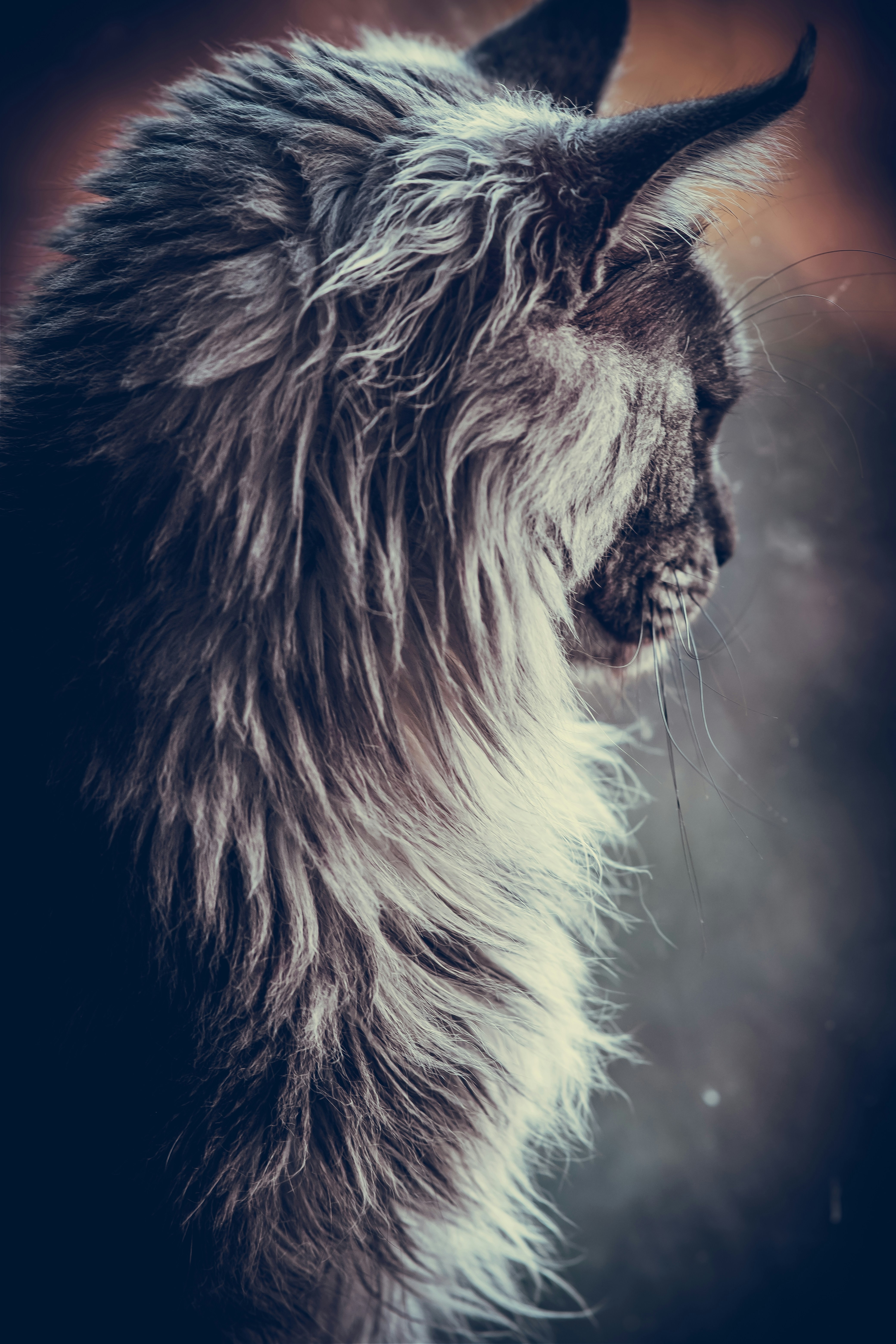 A close up of a cat with its mouth open photo – Free Lion face Image on ...