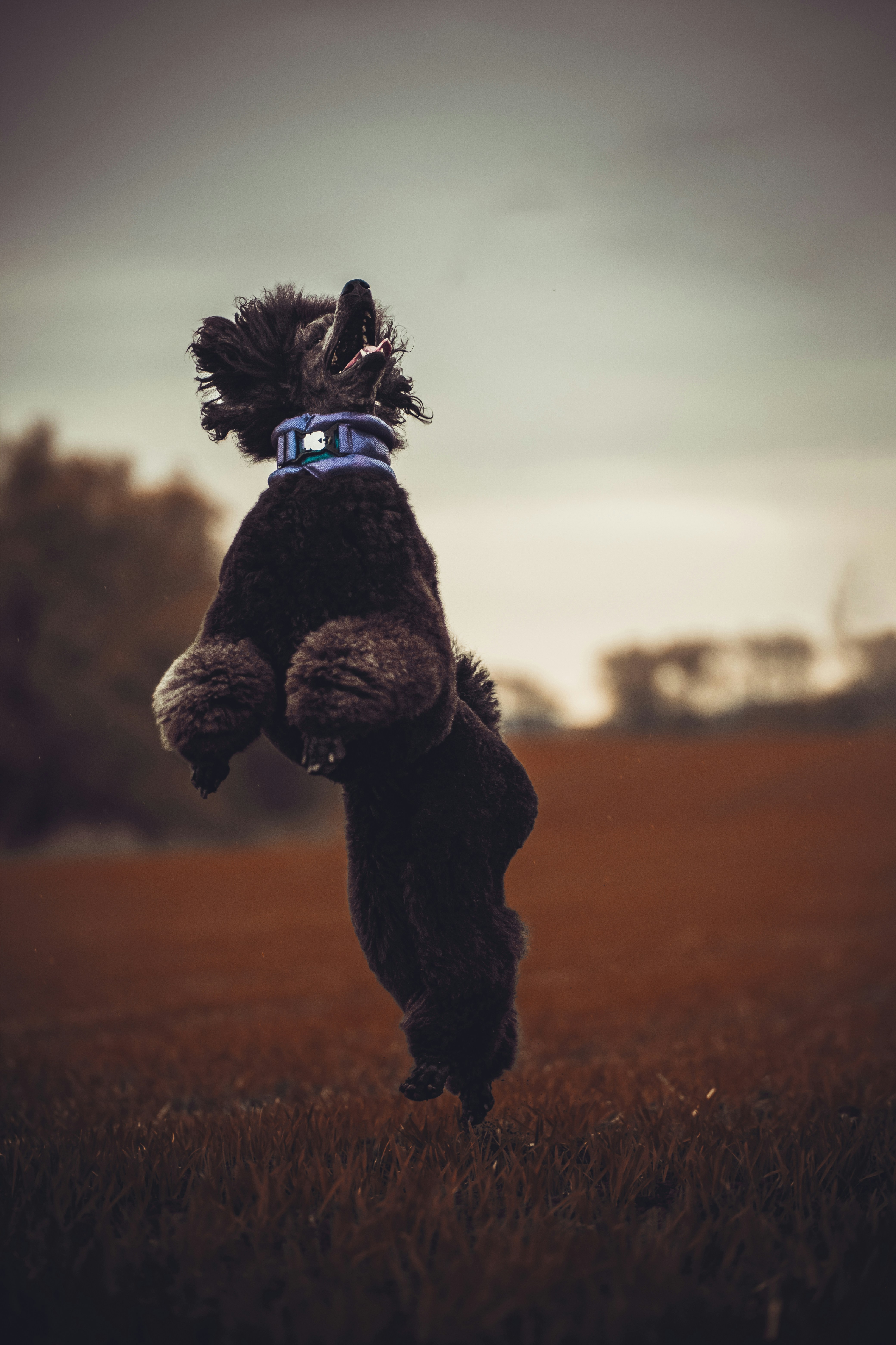 Leaping Poodle: A Moment of Pure Fur-joy Under Autumn Sky