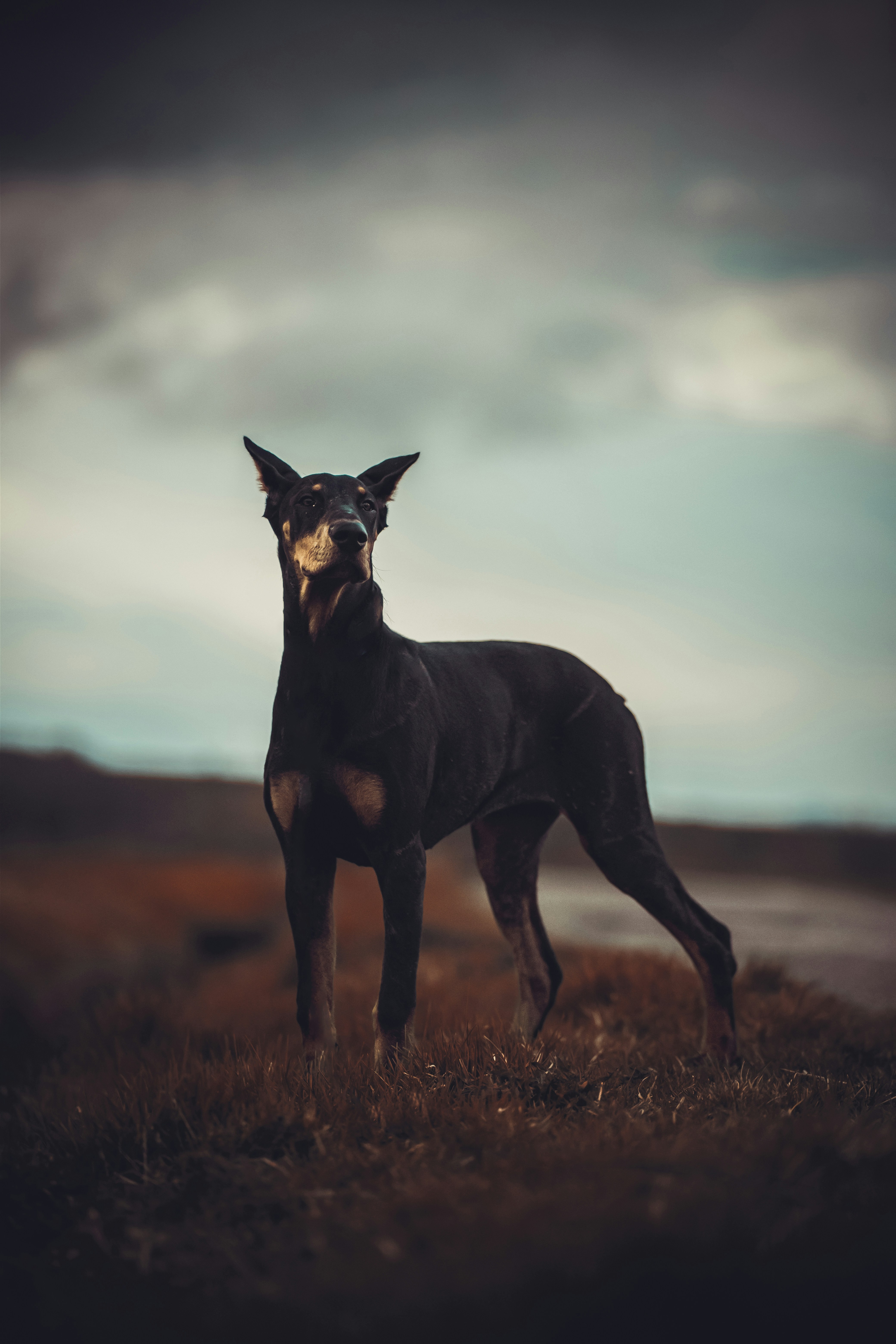 Gambar Dog Photography | Unduh Gambar Gratis di Unsplash