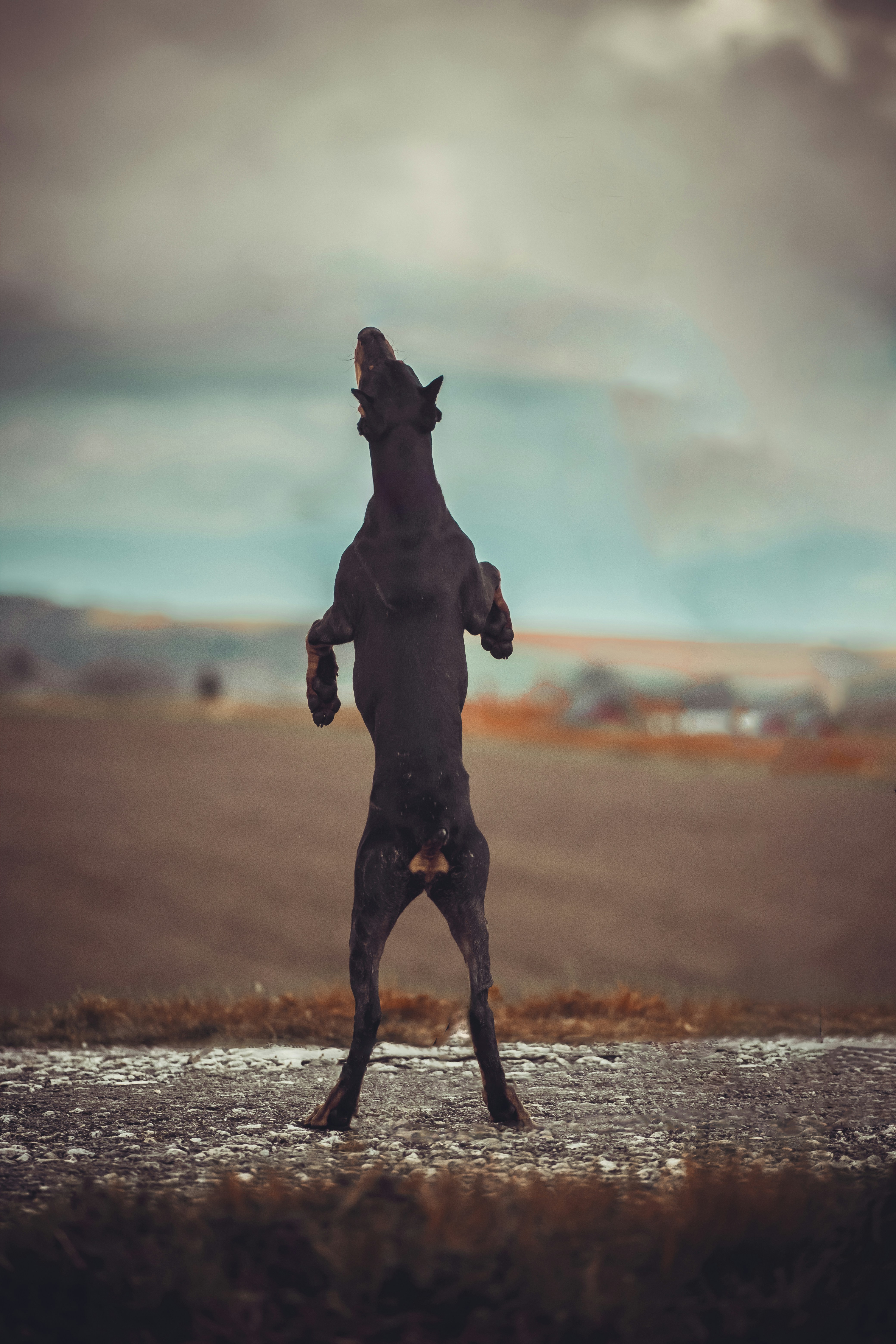 The Upright Sentinel on the Quiet Plains