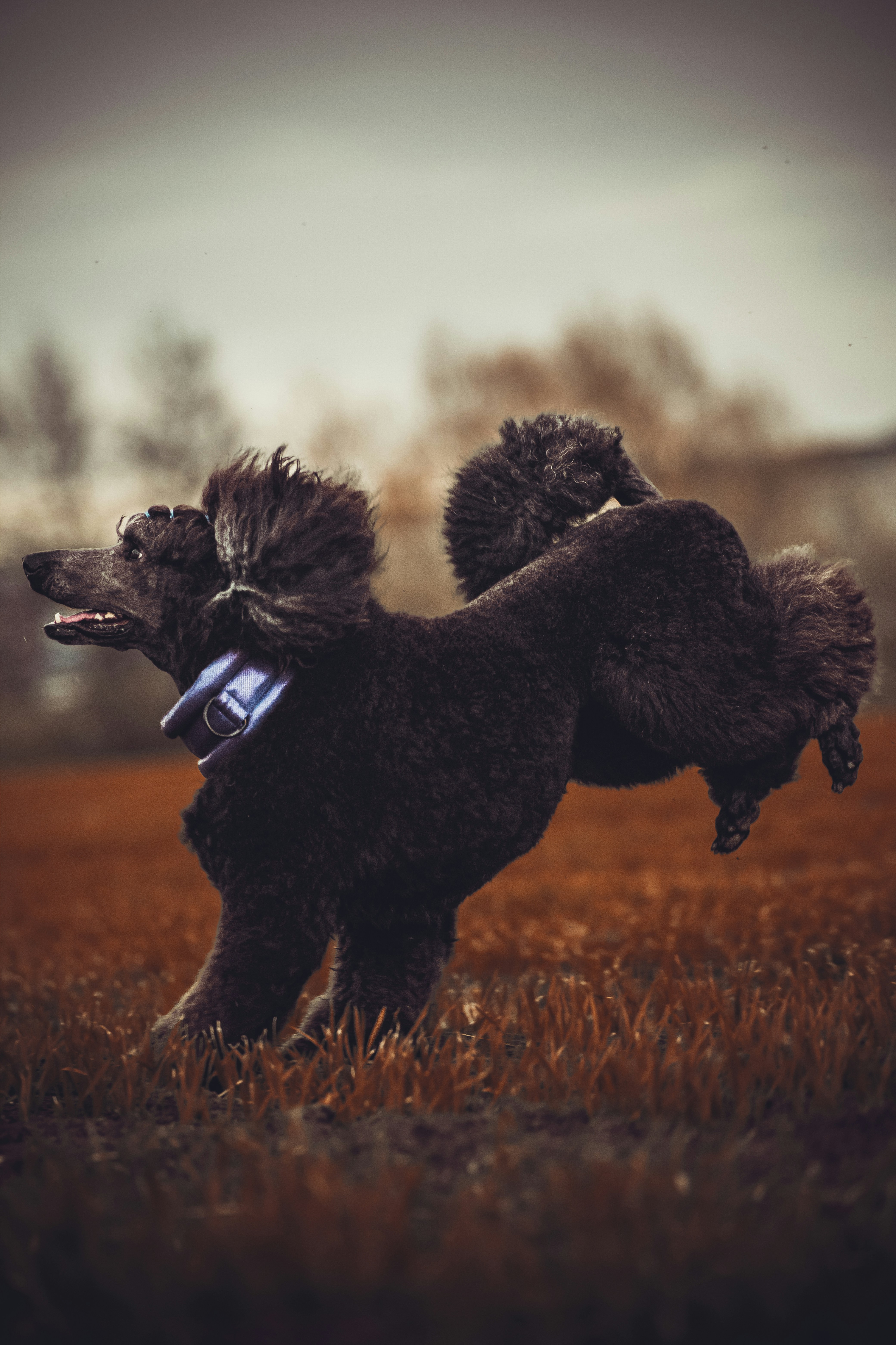 Graceful Aerial Dash: A Black Poodle in Full Flight