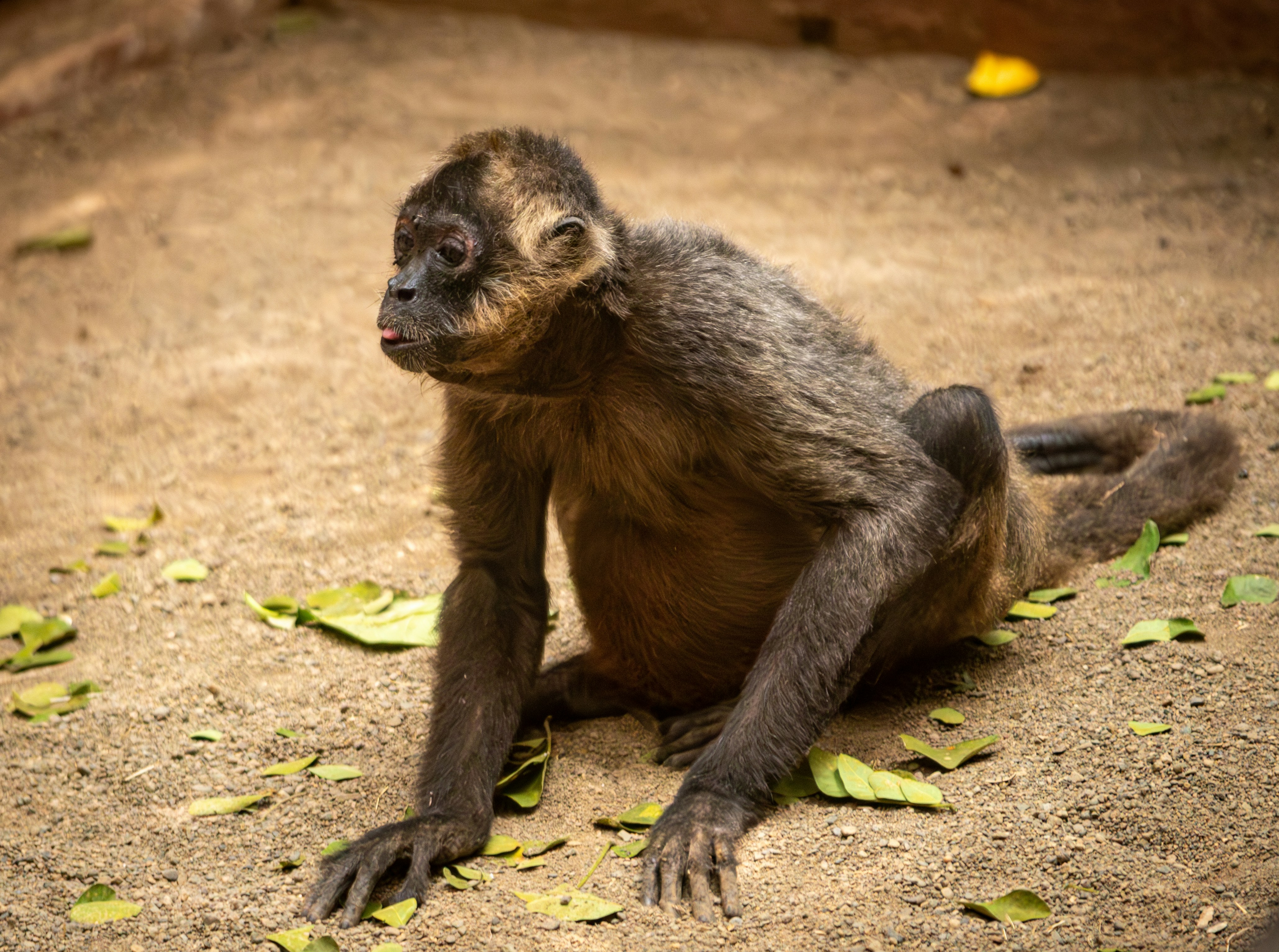 A small monkey sitting on the ground in a zoo photo – Free Cahuita ...