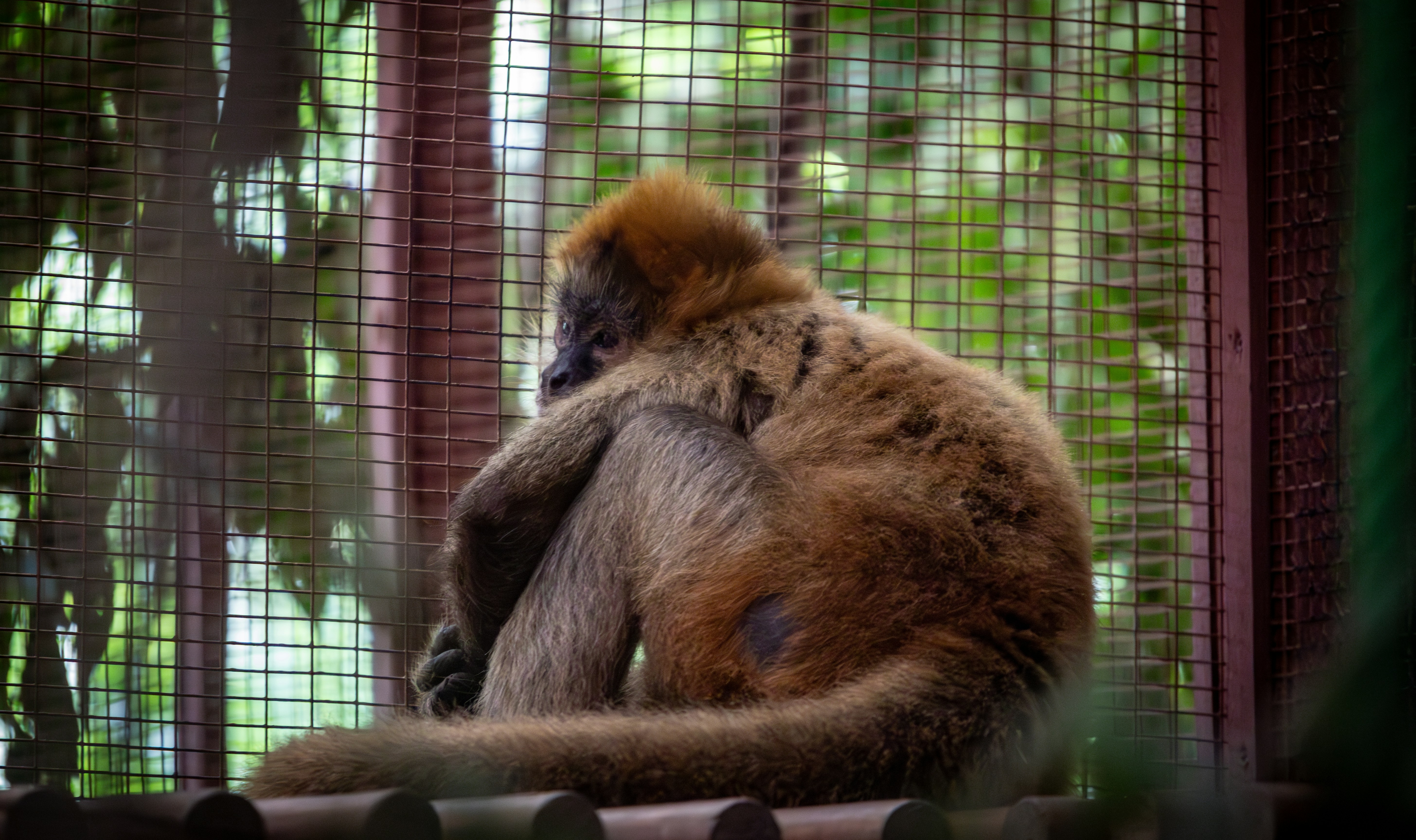 A spider monkey (*Ateles*) sitting in an enclosure, with its back to the camera, surrounded by a metal grid. The monkey's brown fur is visible, and it appears to be gazing out of the enclosure. The background shows blurred greenery, suggesting a natural environment beyond the enclosure. The setting highlights the contrast between captivity and the natural habitat of this arboreal species.