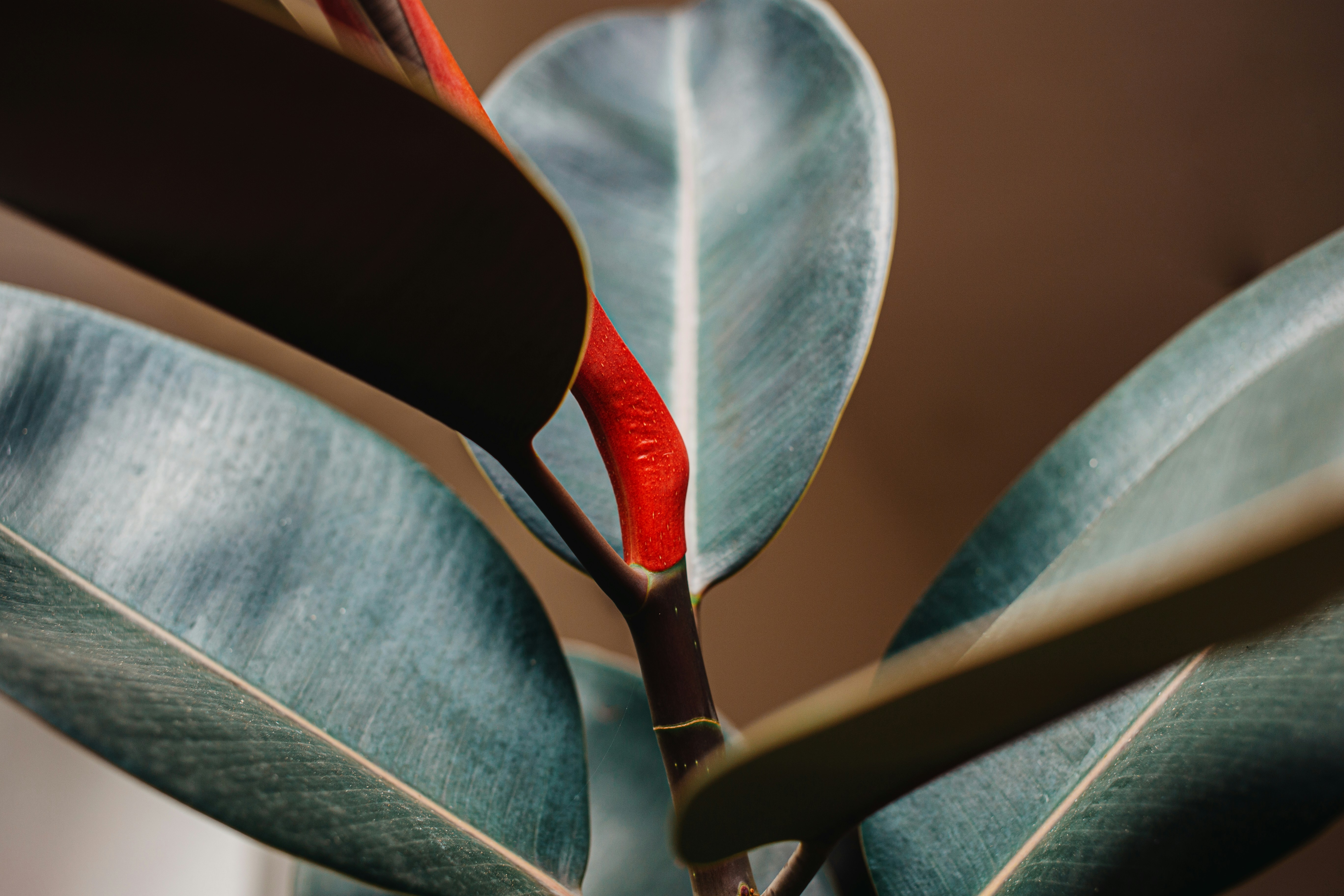 Crimson Curl on Rubber Plant: a Close-Up Study of Leaf Texture and Color