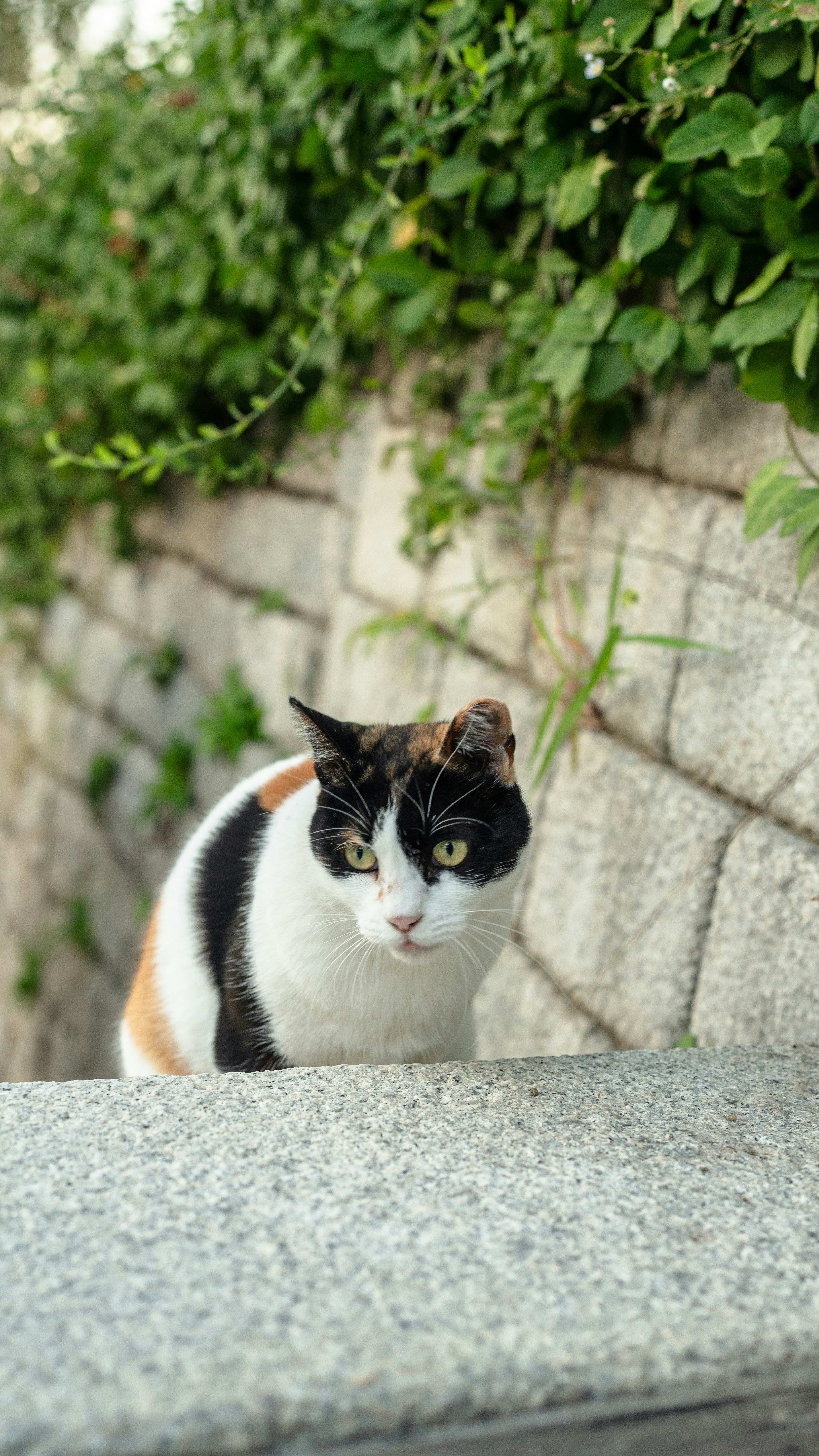 Calico on the Mossy Terrace: A Quiet Gaze by the Stone Wall