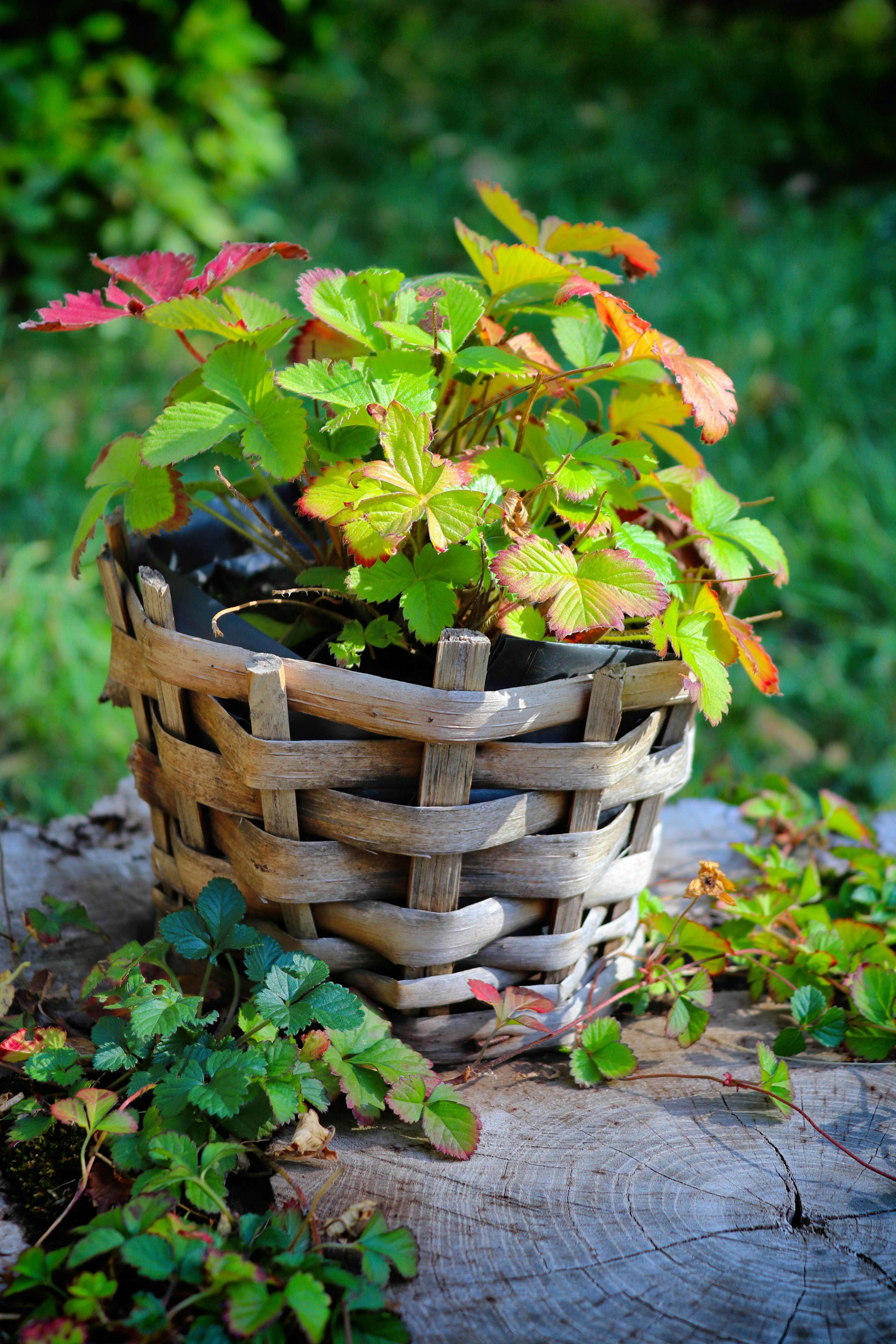 A basket filled with plants sitting on top of a tree stump photo – Free ...